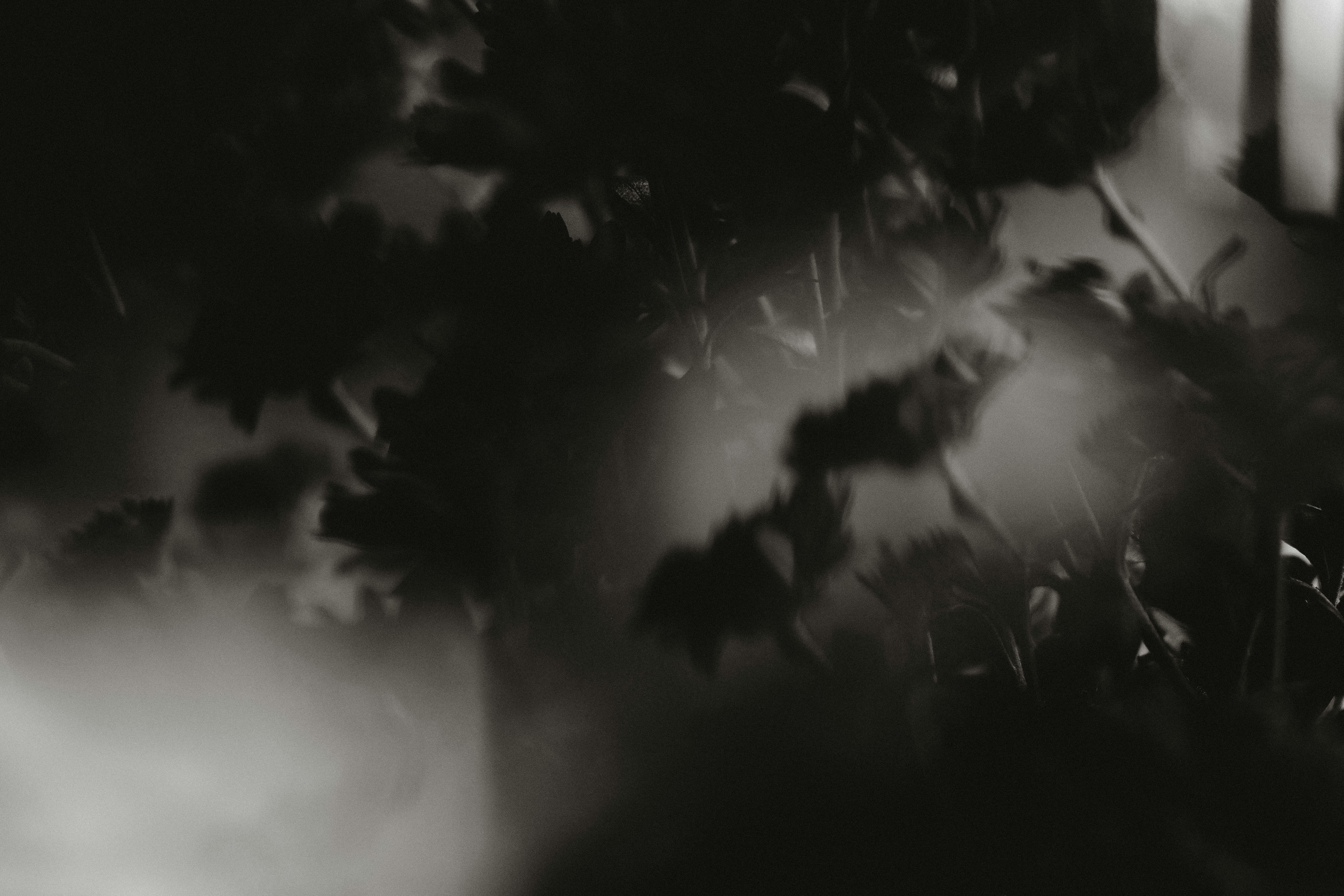 Dark, moody close-up of shadowy leaves with mist.