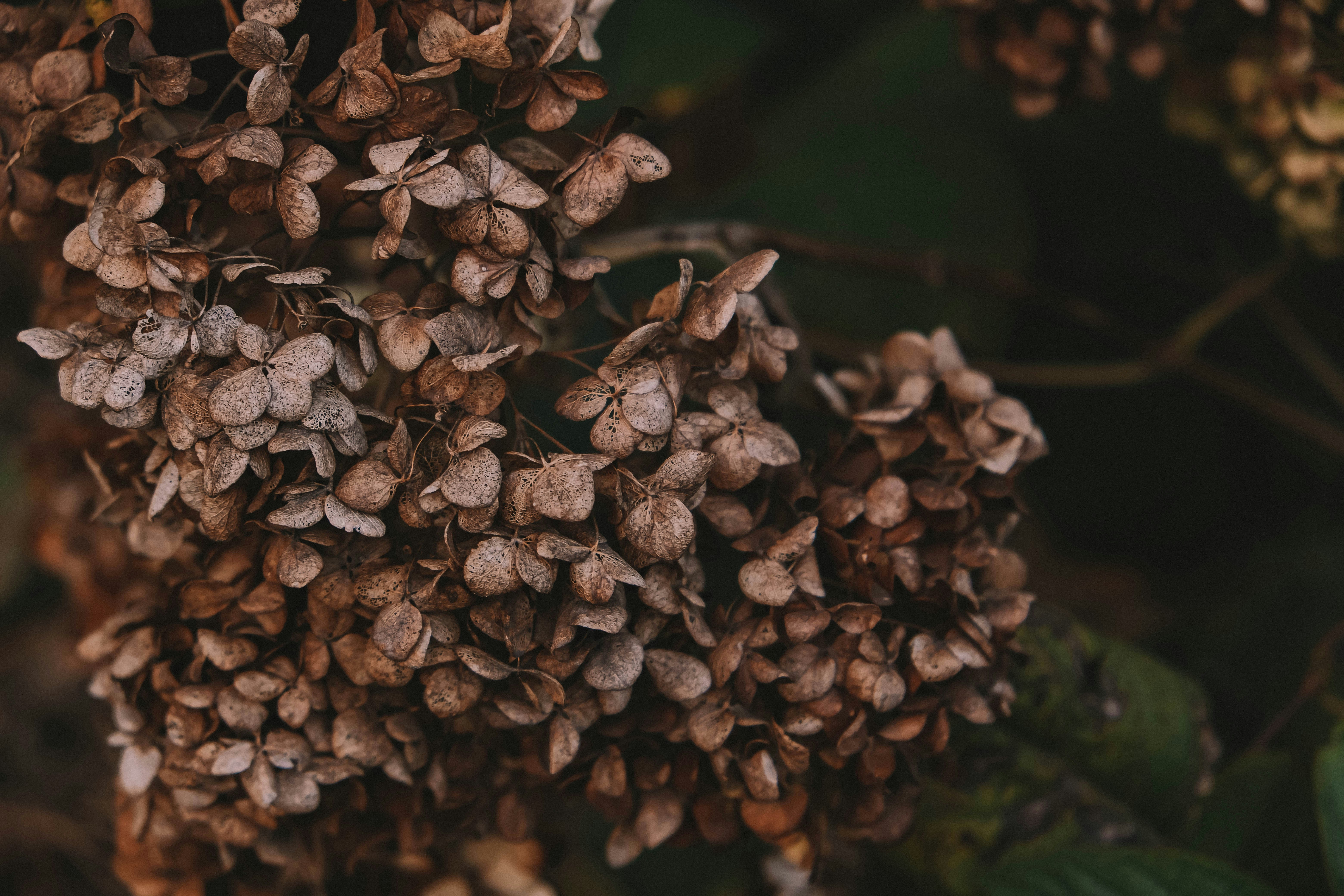 Dried hydrangea flowers in close-up detail