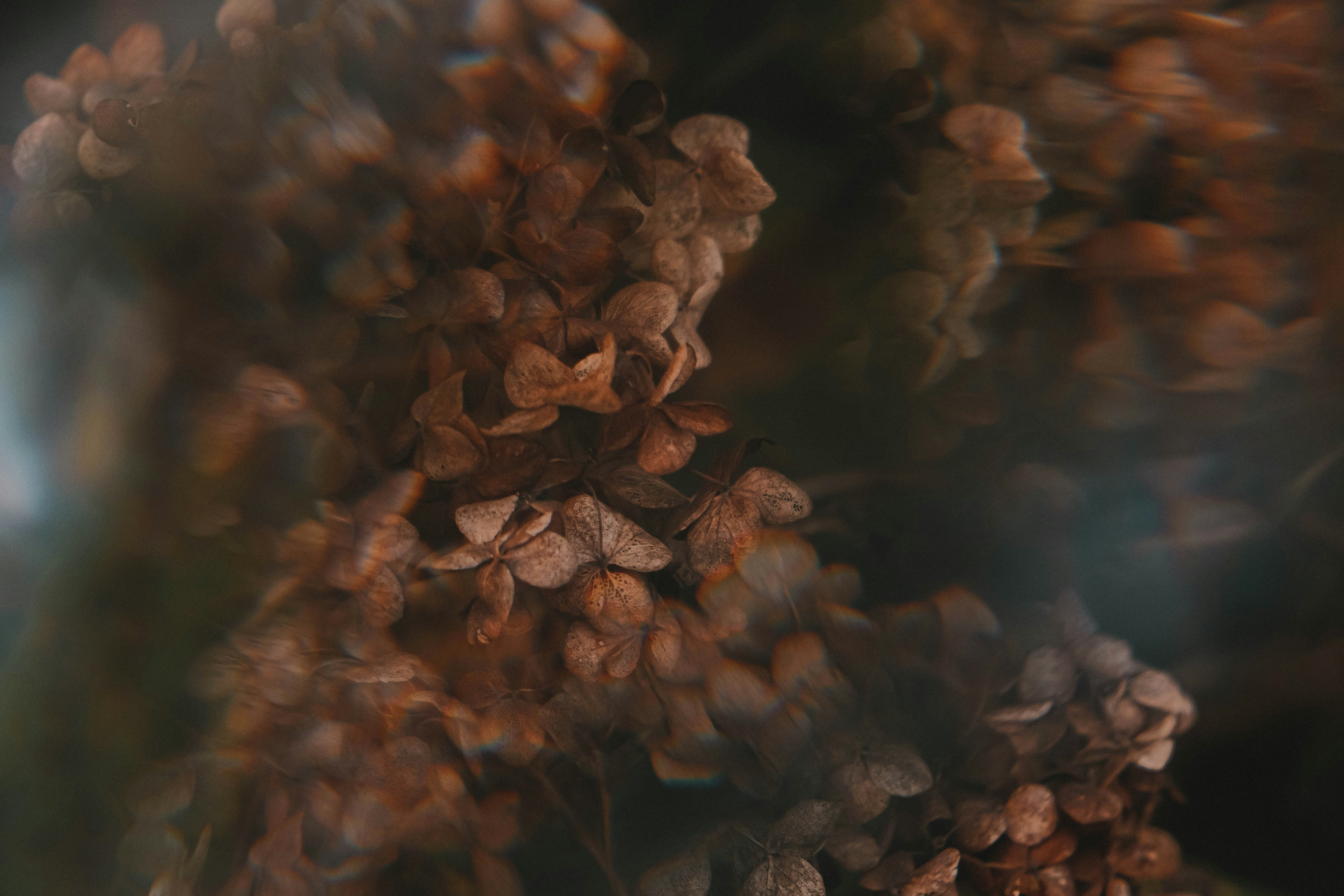 Close-up of dried brown flower buds with soft focus background