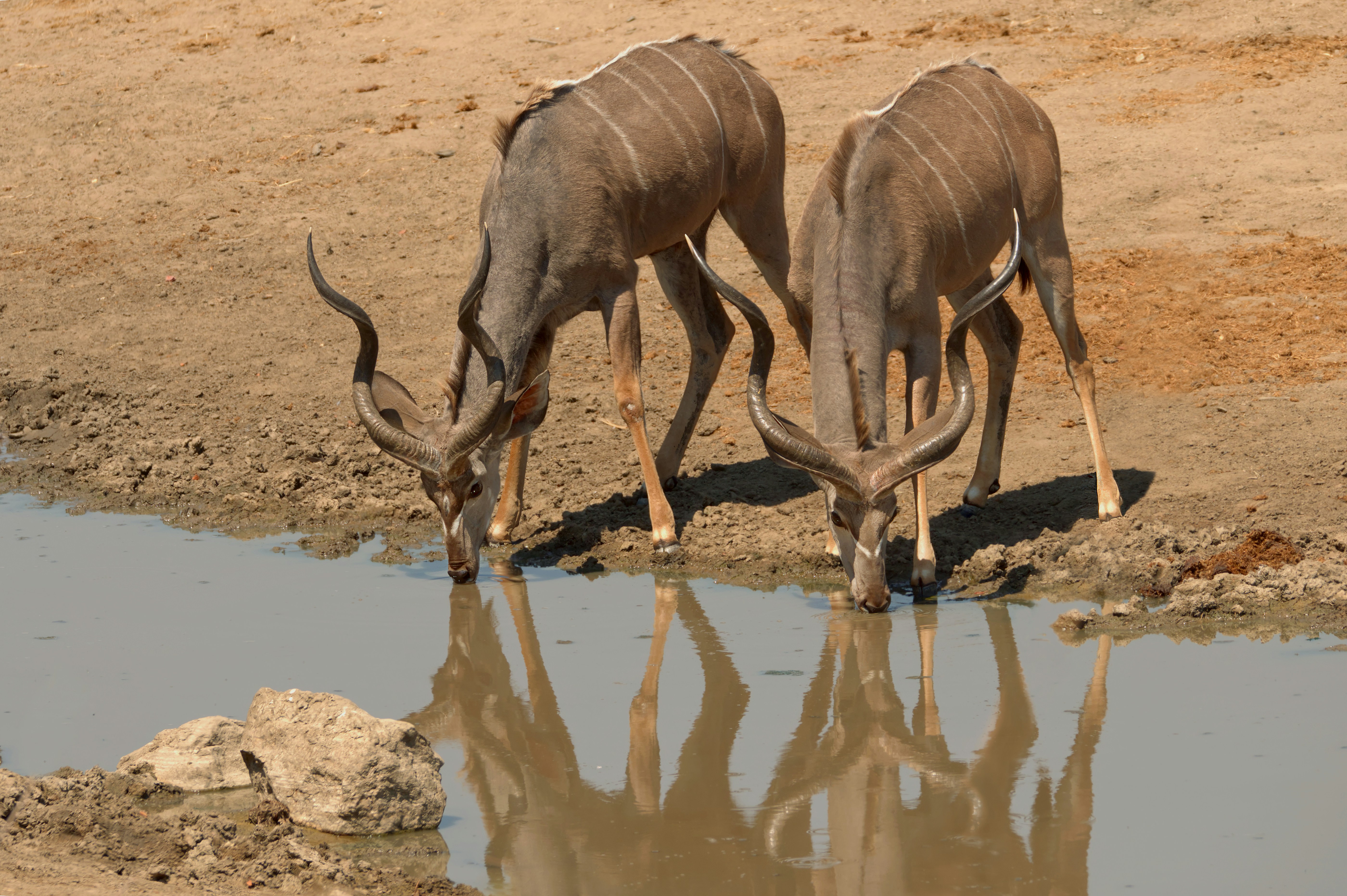 Two male Kudus drinking at the Masuma Dam. | Two greater kudus drinking water at a watering hole.