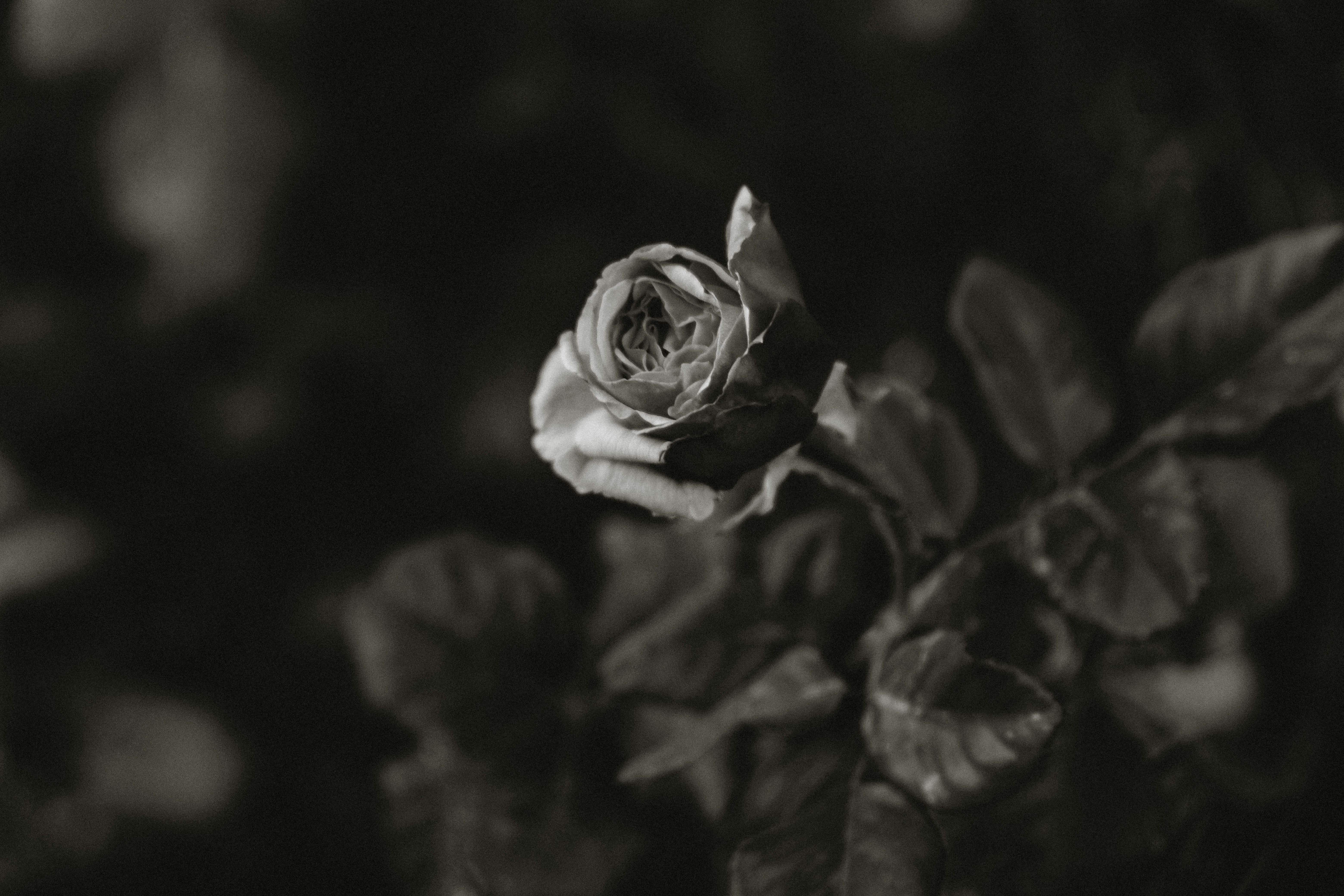 A single rosebud with dark leaves in monochrome.