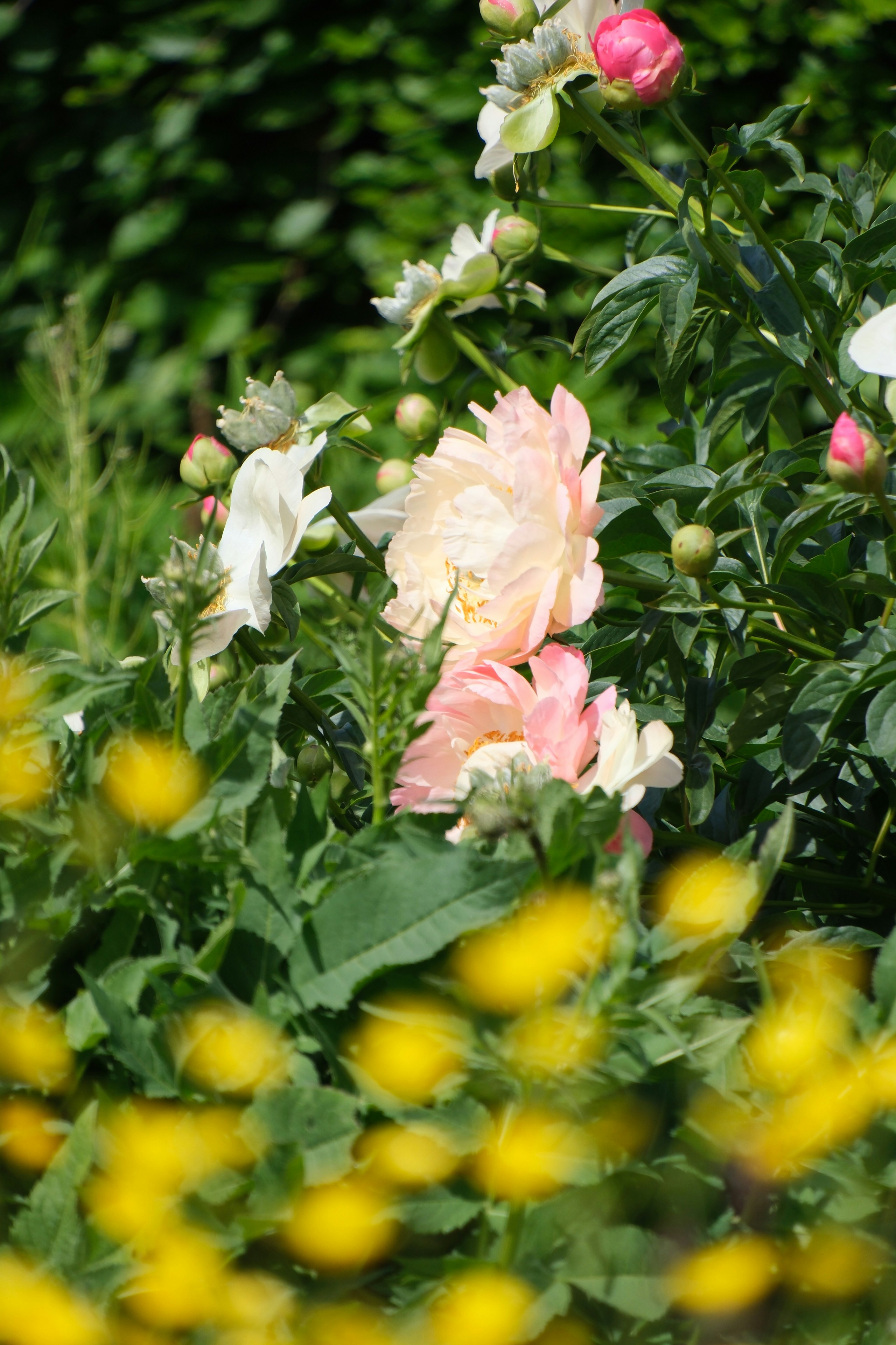 A vibrant display of peonies and wildflowers, showcasing a harmonious blend of colors in a lush garden setting.