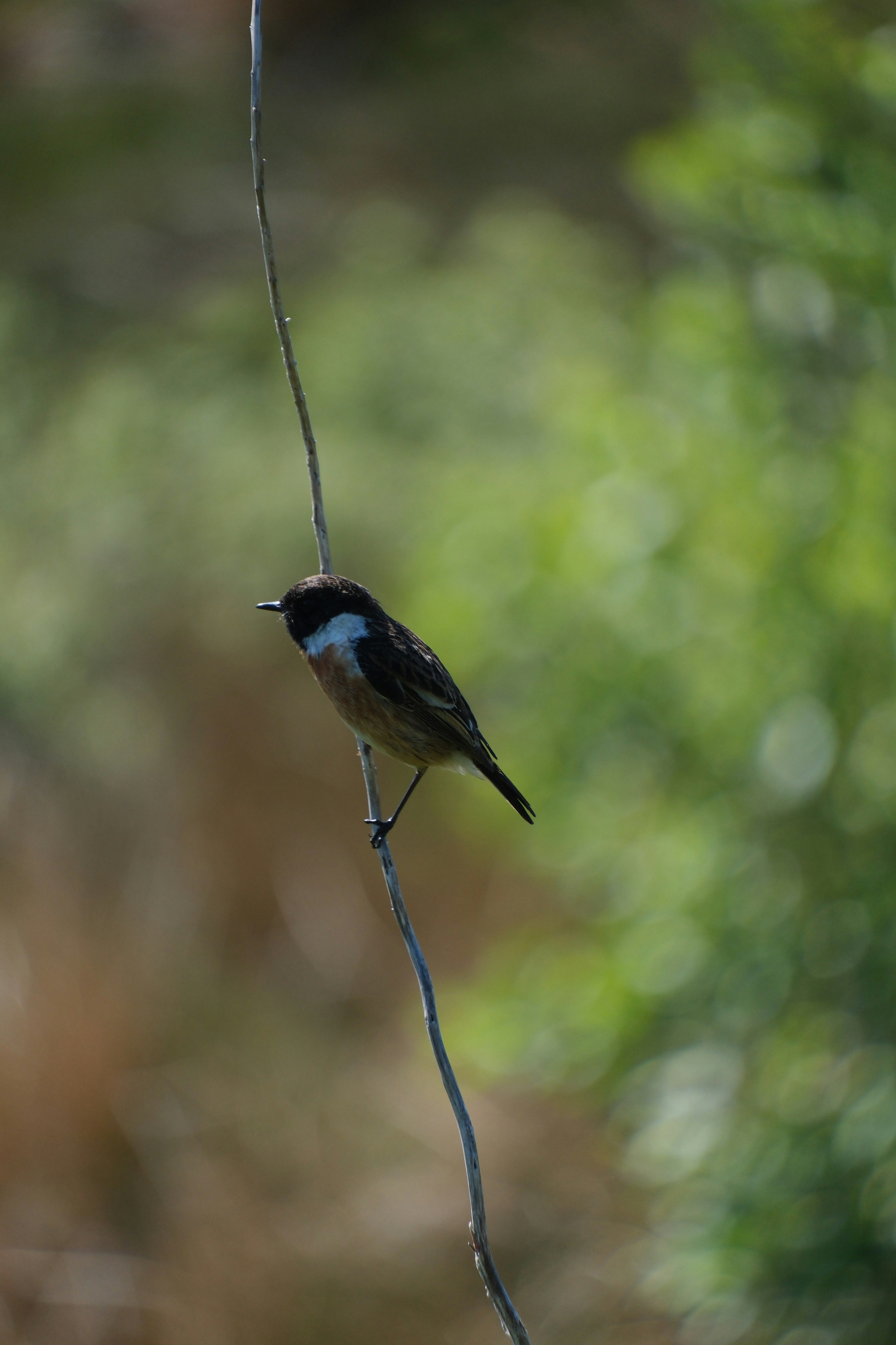 A Moment of Stillness: The Perched Observer