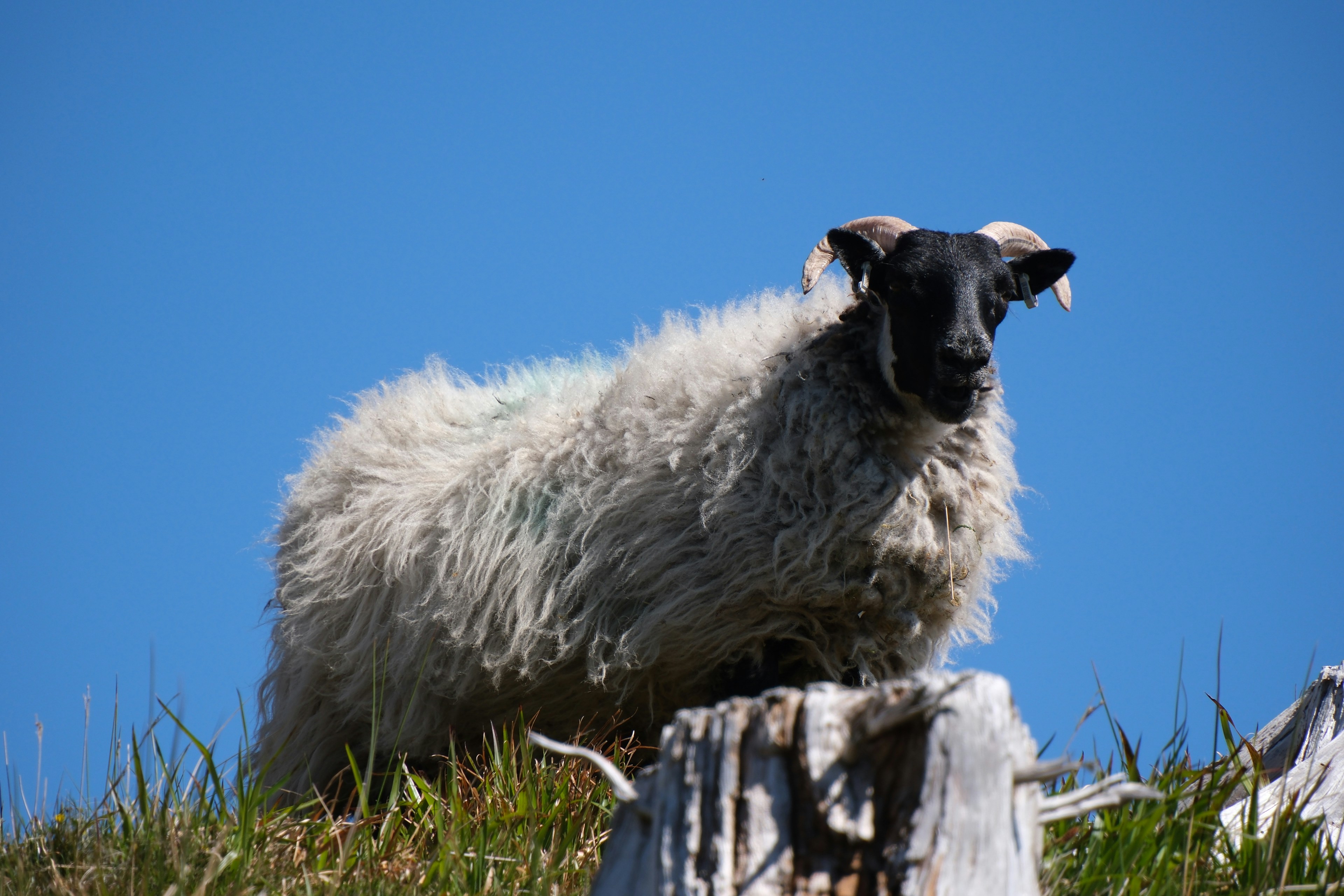 Guardian of the Hillside: A Sheep's Watchful Stance