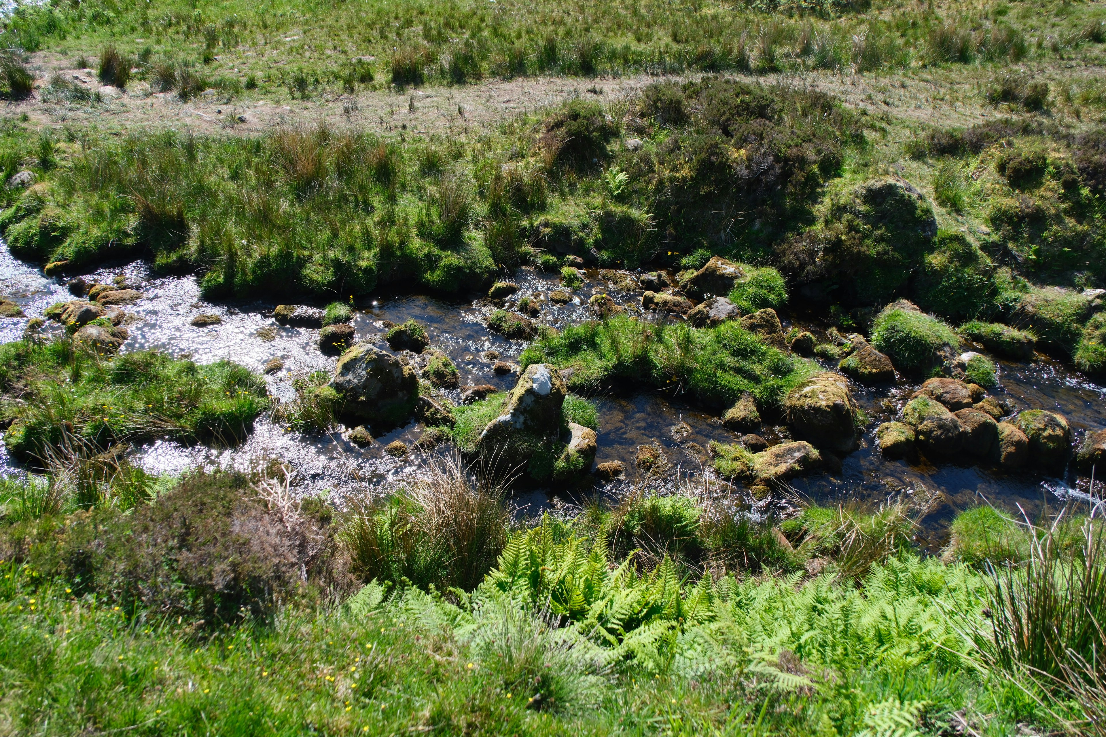 Whispers of the Stream: A Serene Meadow Landscape