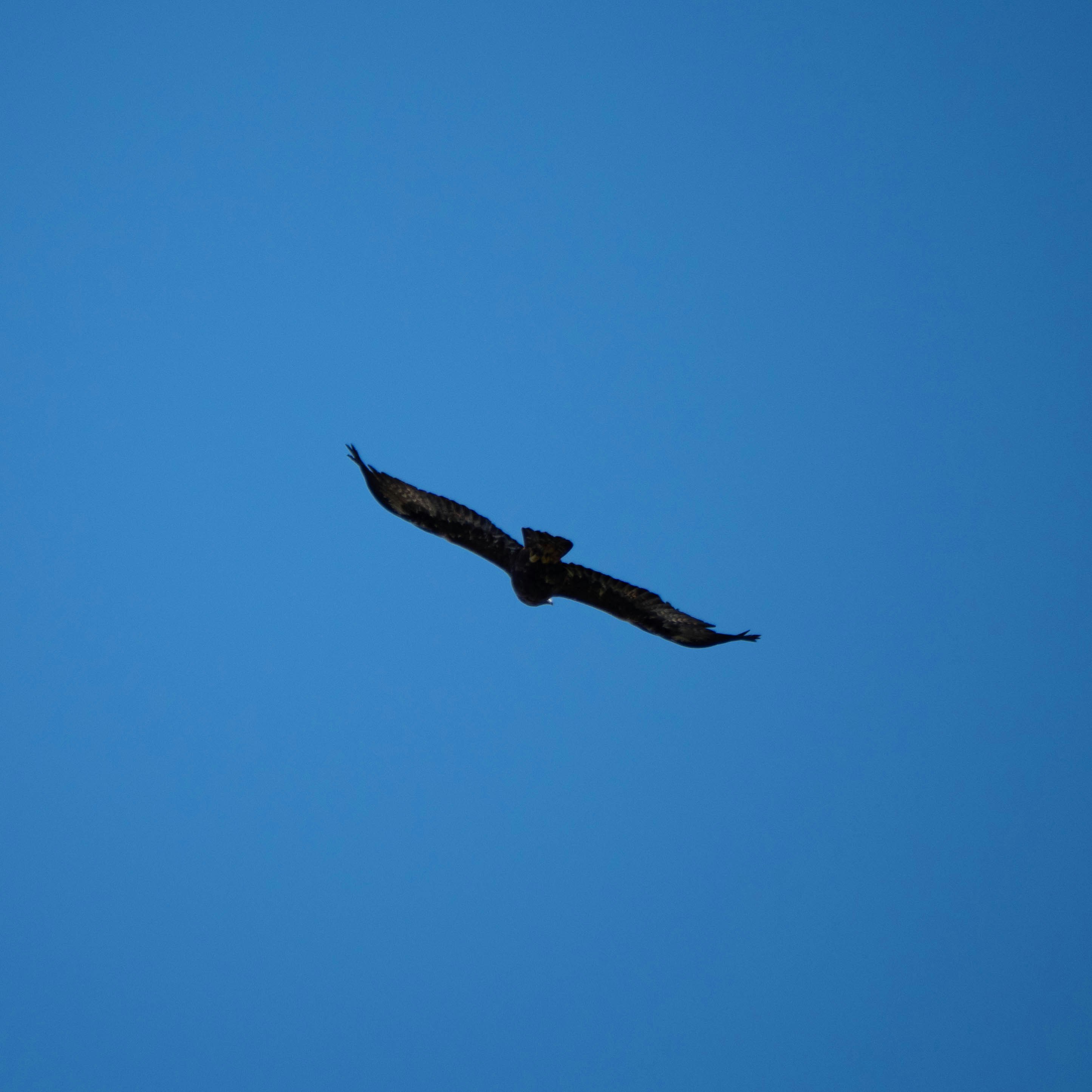 Soaring Through the Azure: A Bird's Journey