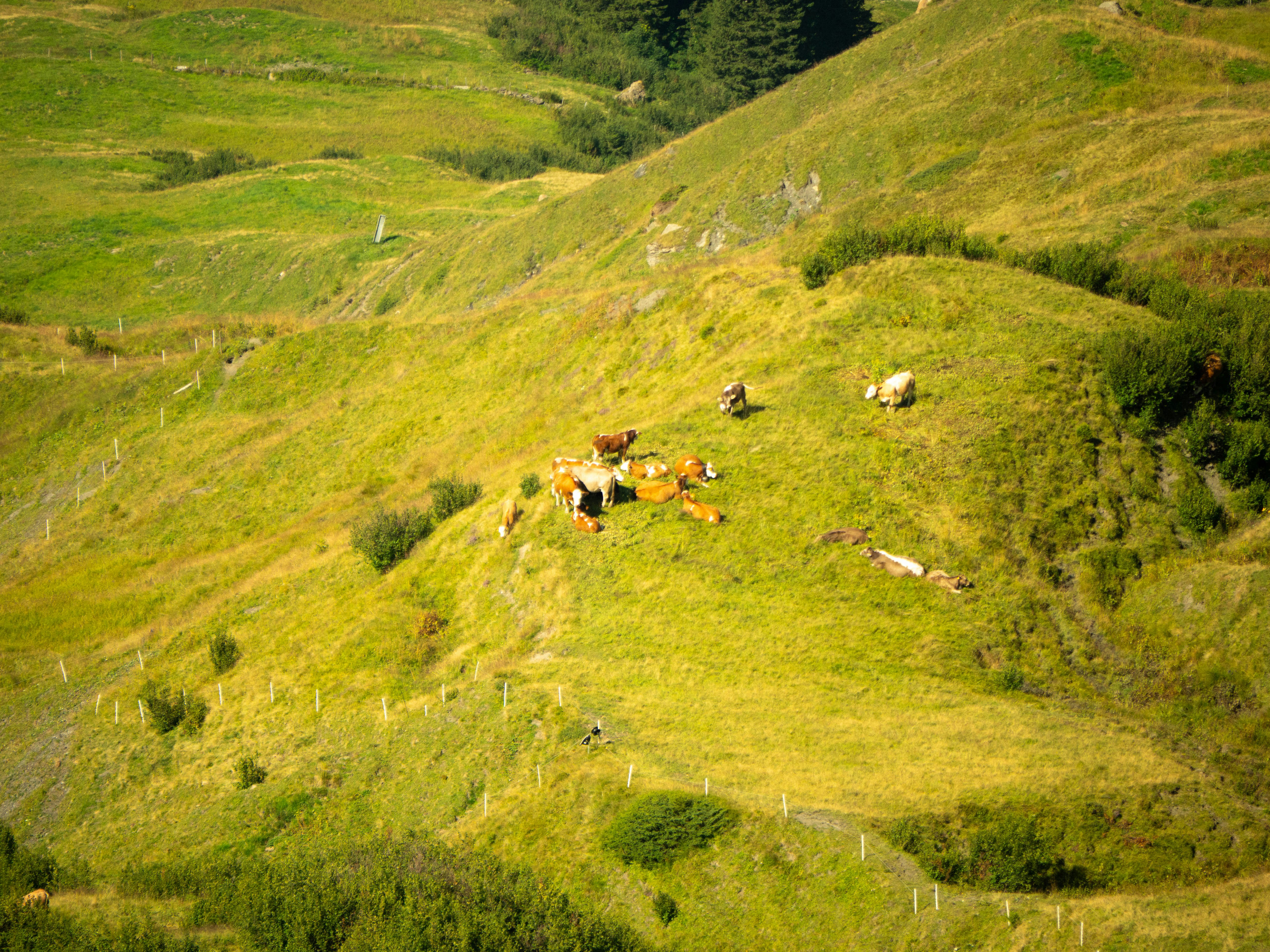 Cows | Cows grazing on a lush green hillside.