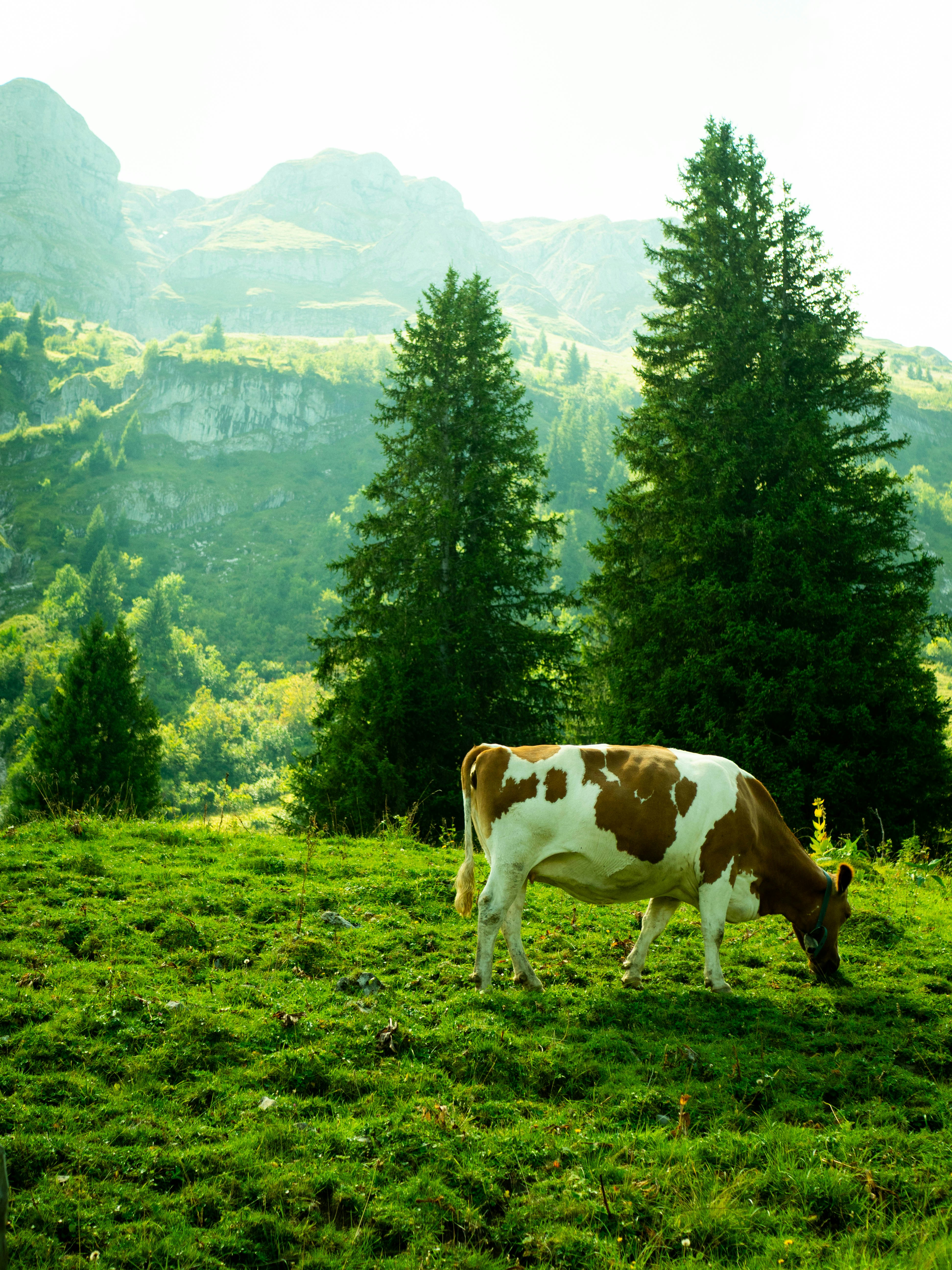 Grazing Serenity: A Cow's Day in the Alps