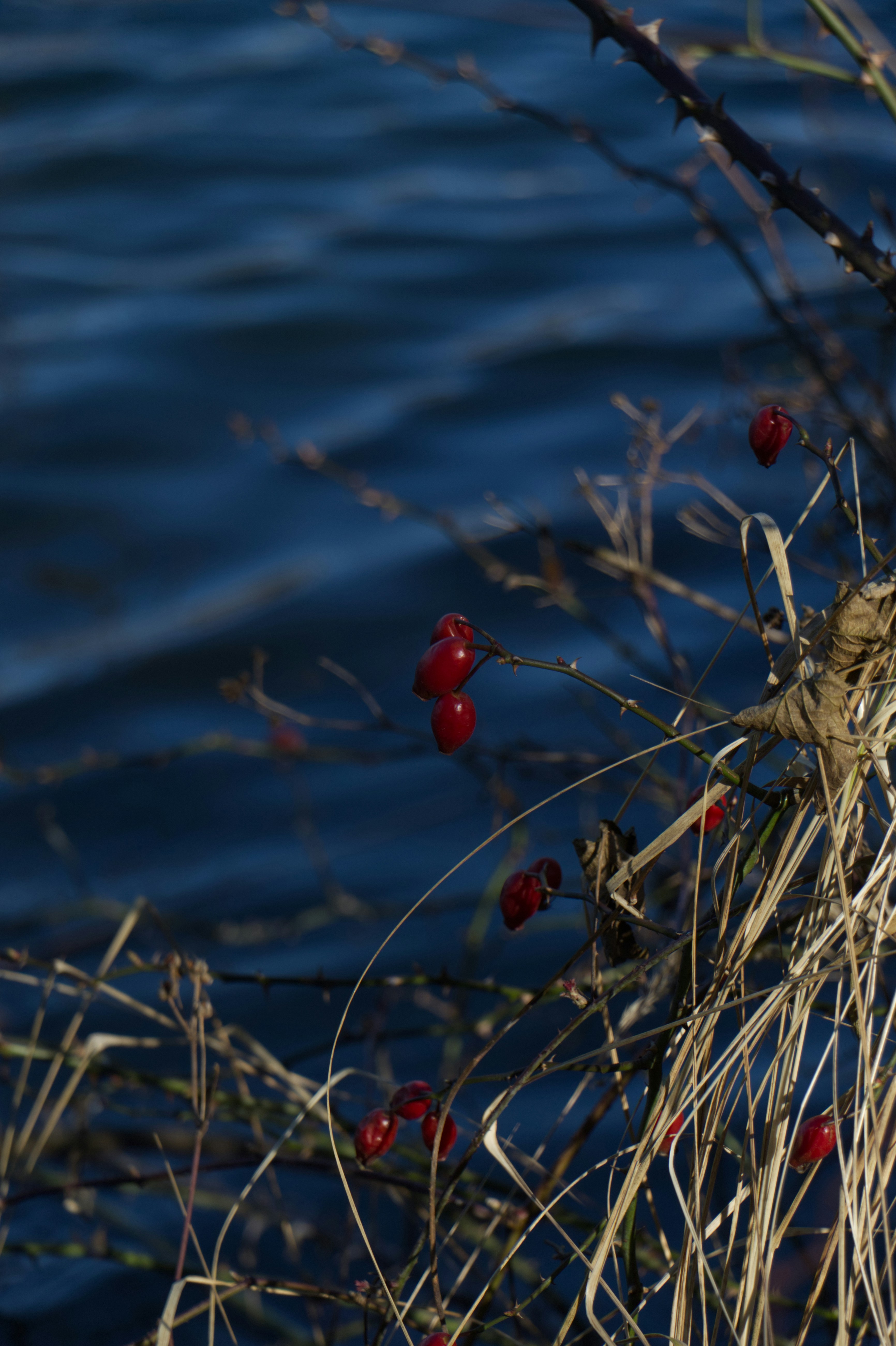 Crimson Berries Amidst Rippling Waters