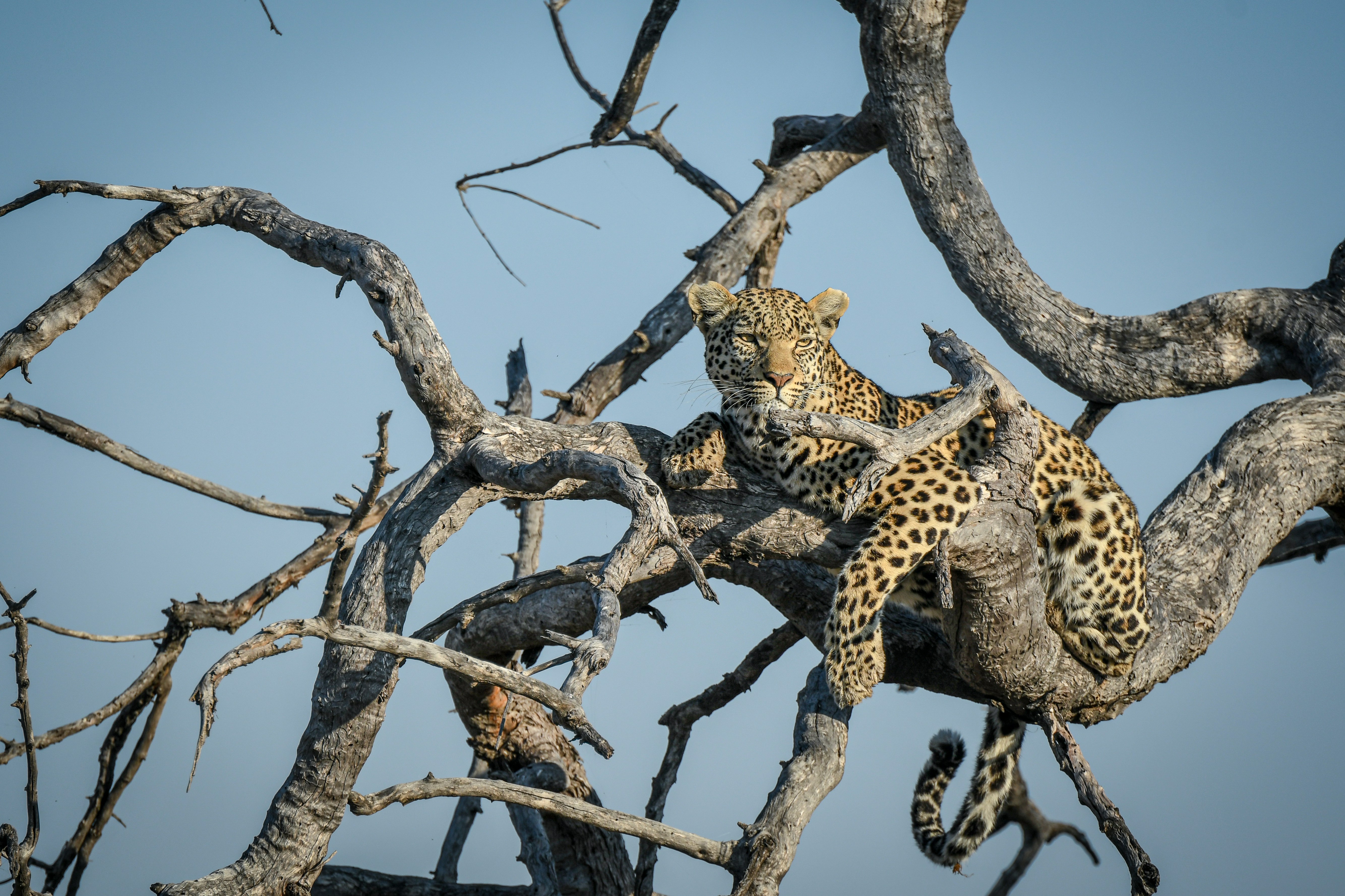 Leopard Perch on a Tangle of Branches Against a Brilliant Blue Sky