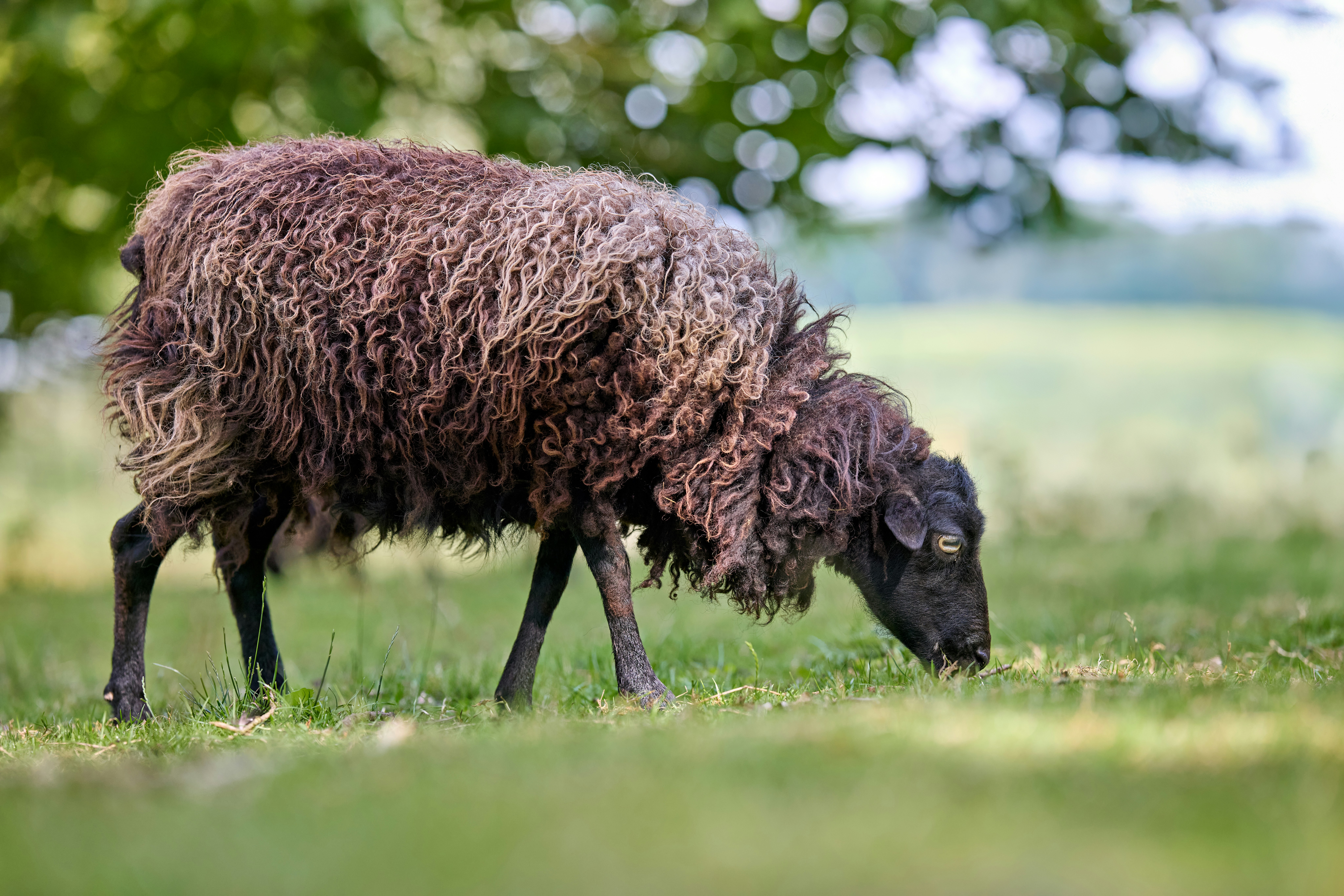 A dark, ouessant sheep with a thick curly fleece grazes peacefully in a lush green meadow. The background is softly blurred with beautiful bokeh from sunlit trees, creating a tranquil rural scene. | A dark-wooled sheep grazes in a grassy field.