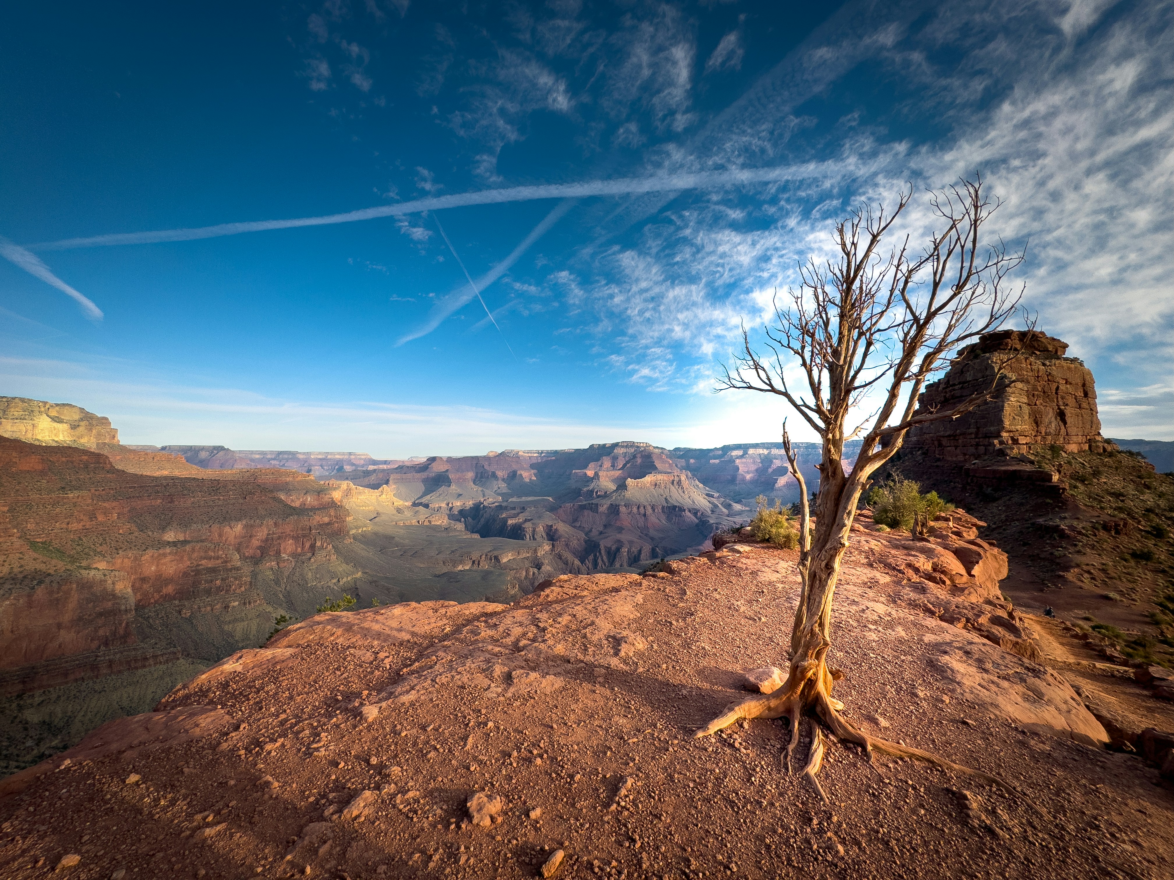 Whispers of Time: A Lone Sentinel at the Canyon's Edge
