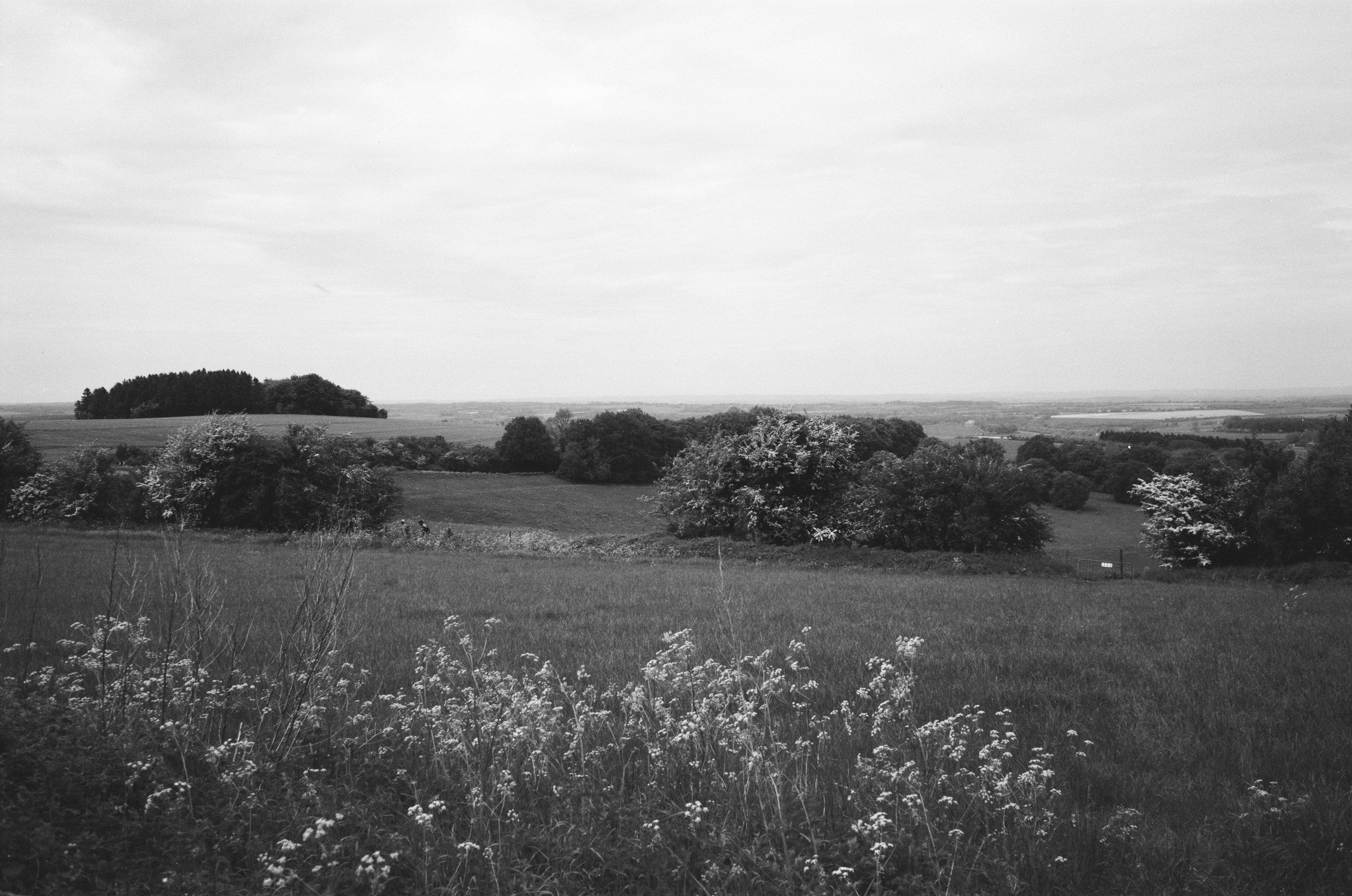 Grassy field with scattered trees and bushes. photo – Free Image on ...