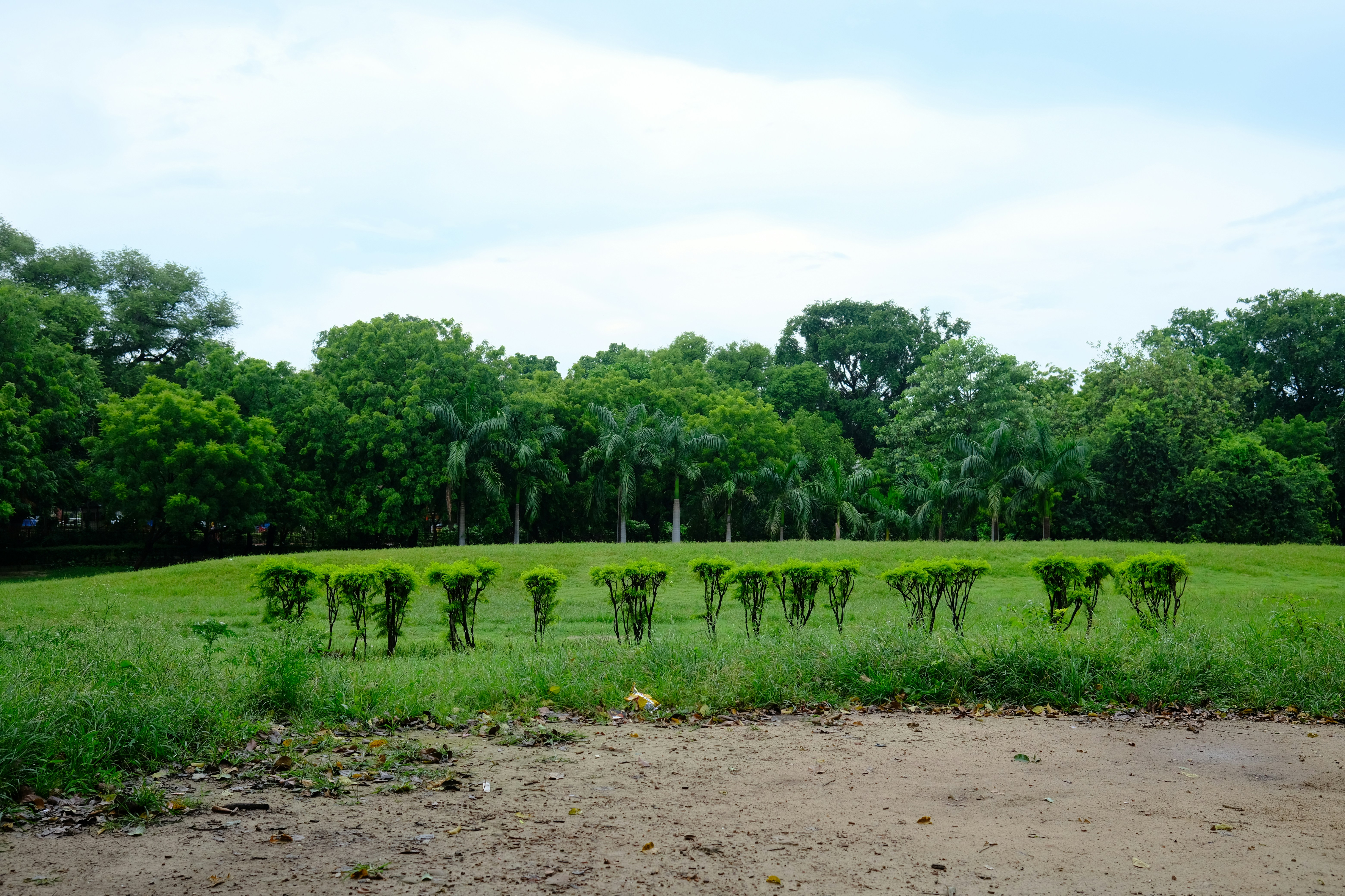 Lush green park with manicured bushes and trees.