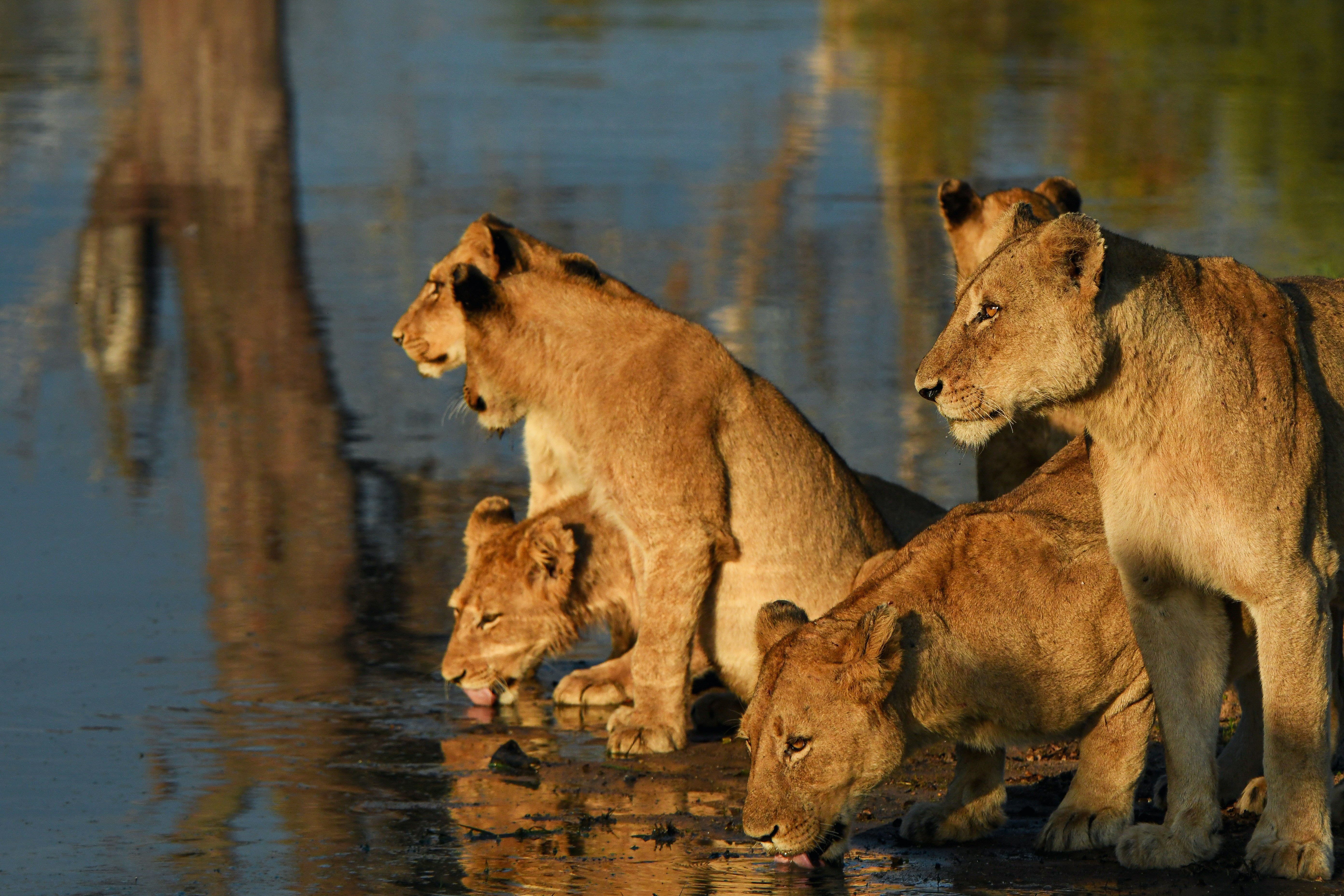 Lion cubs drinking water at a watering hole.
