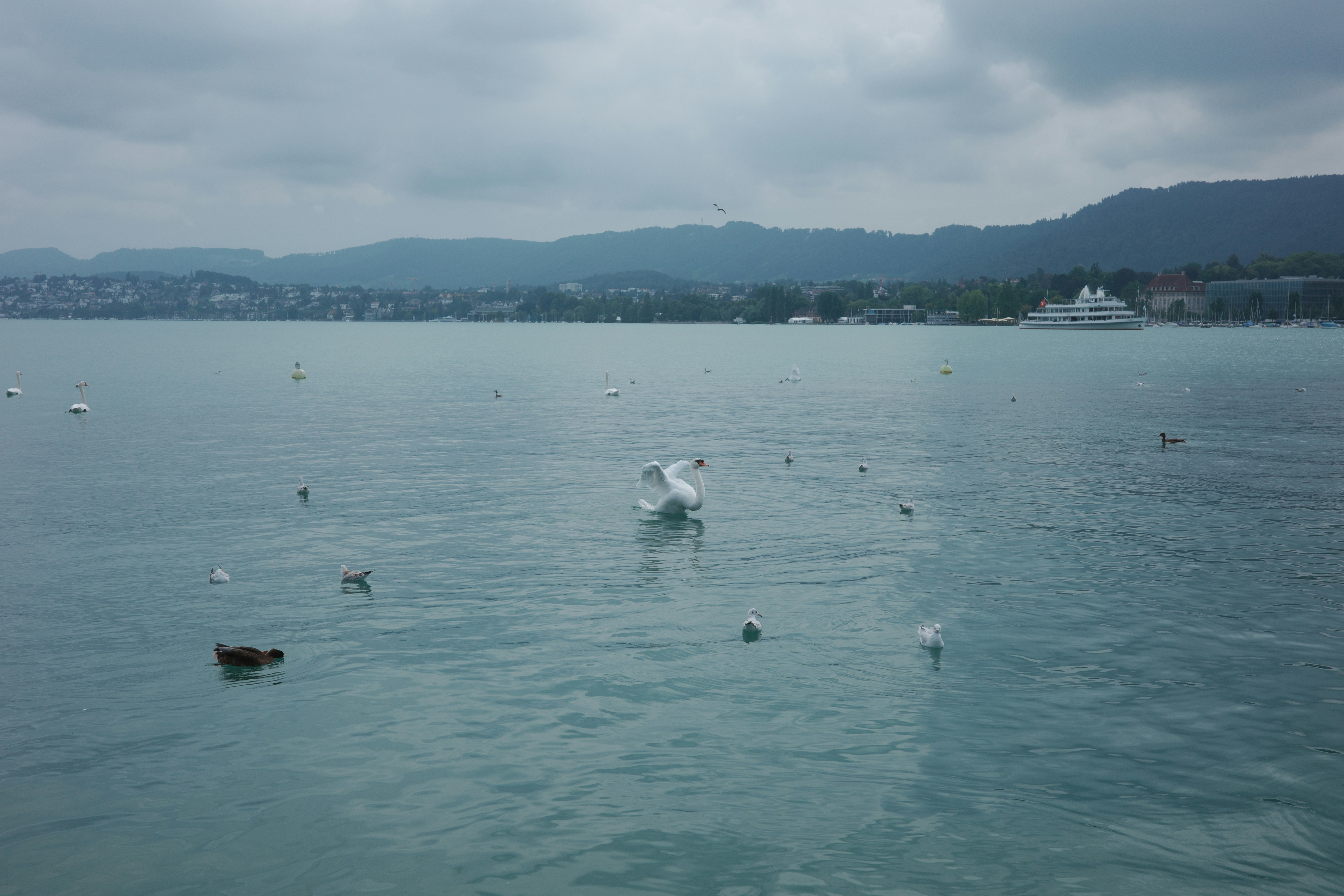 Serene Waterscape with Avian Companions