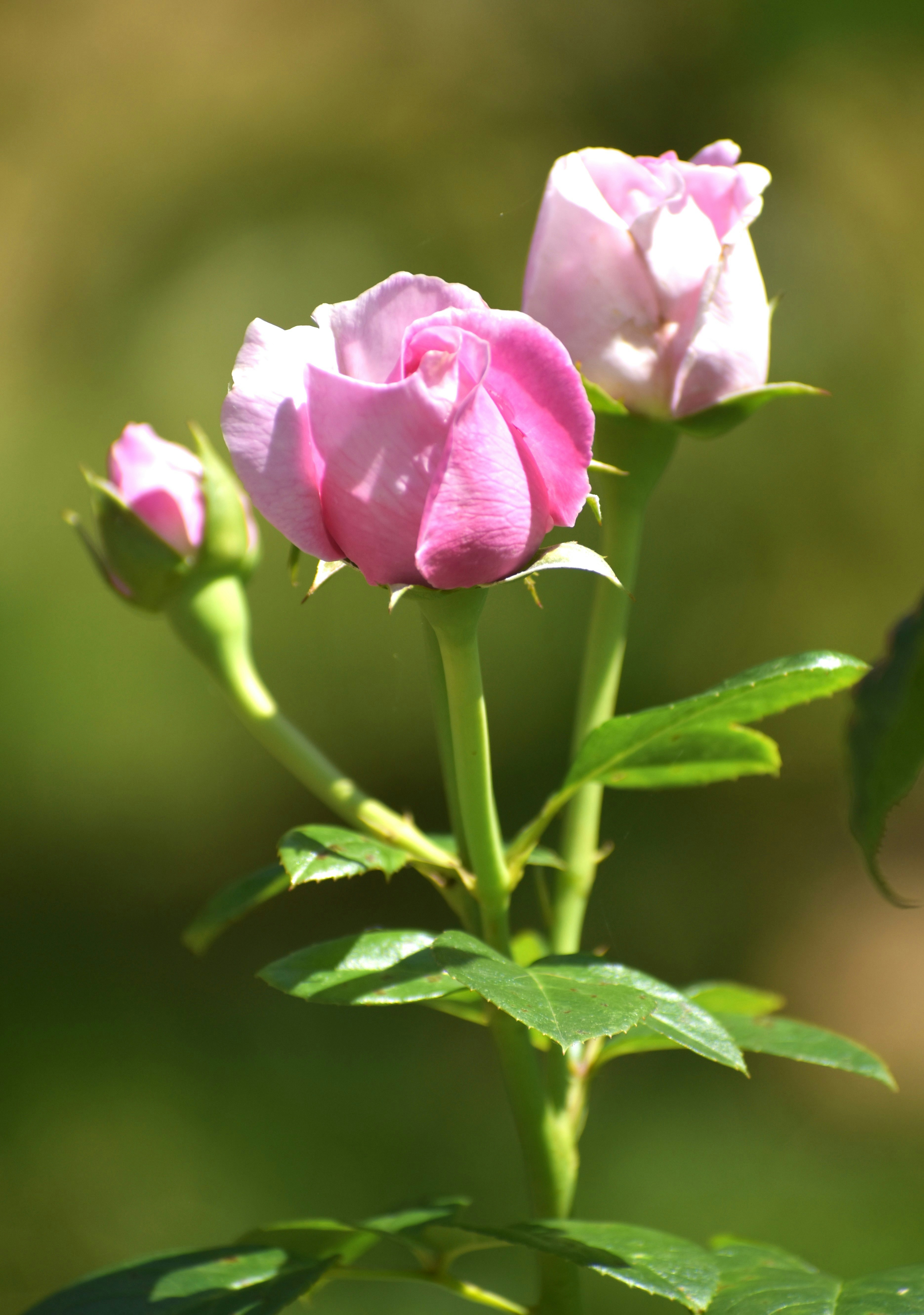 Pink Rose | Three pink rose buds on a stem