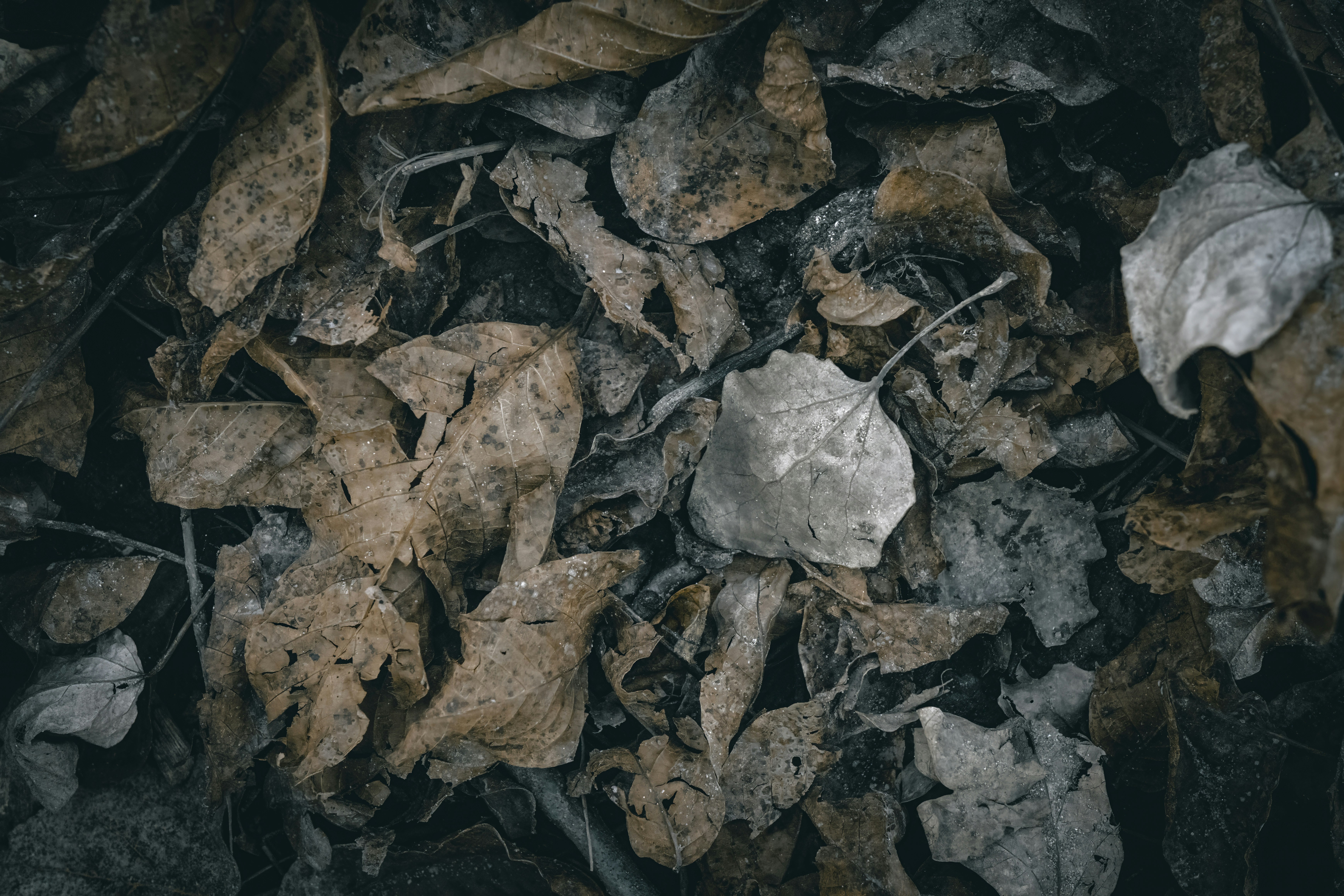 Dry Autumn leaves on the forest floor | A pile of dry, fallen autumn leaves on the ground.