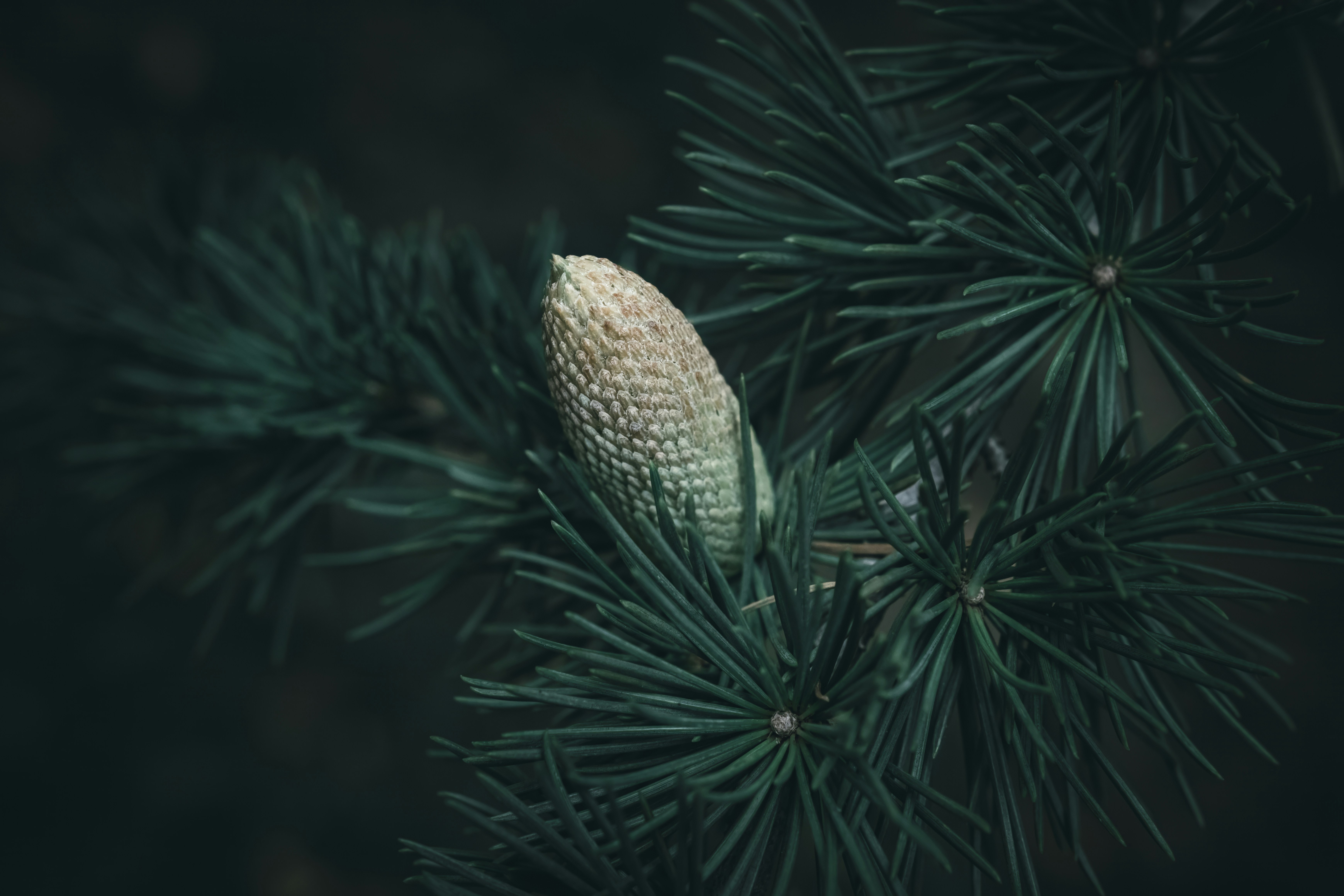 Nature's Intricate Cones: A Close-Up Exploration