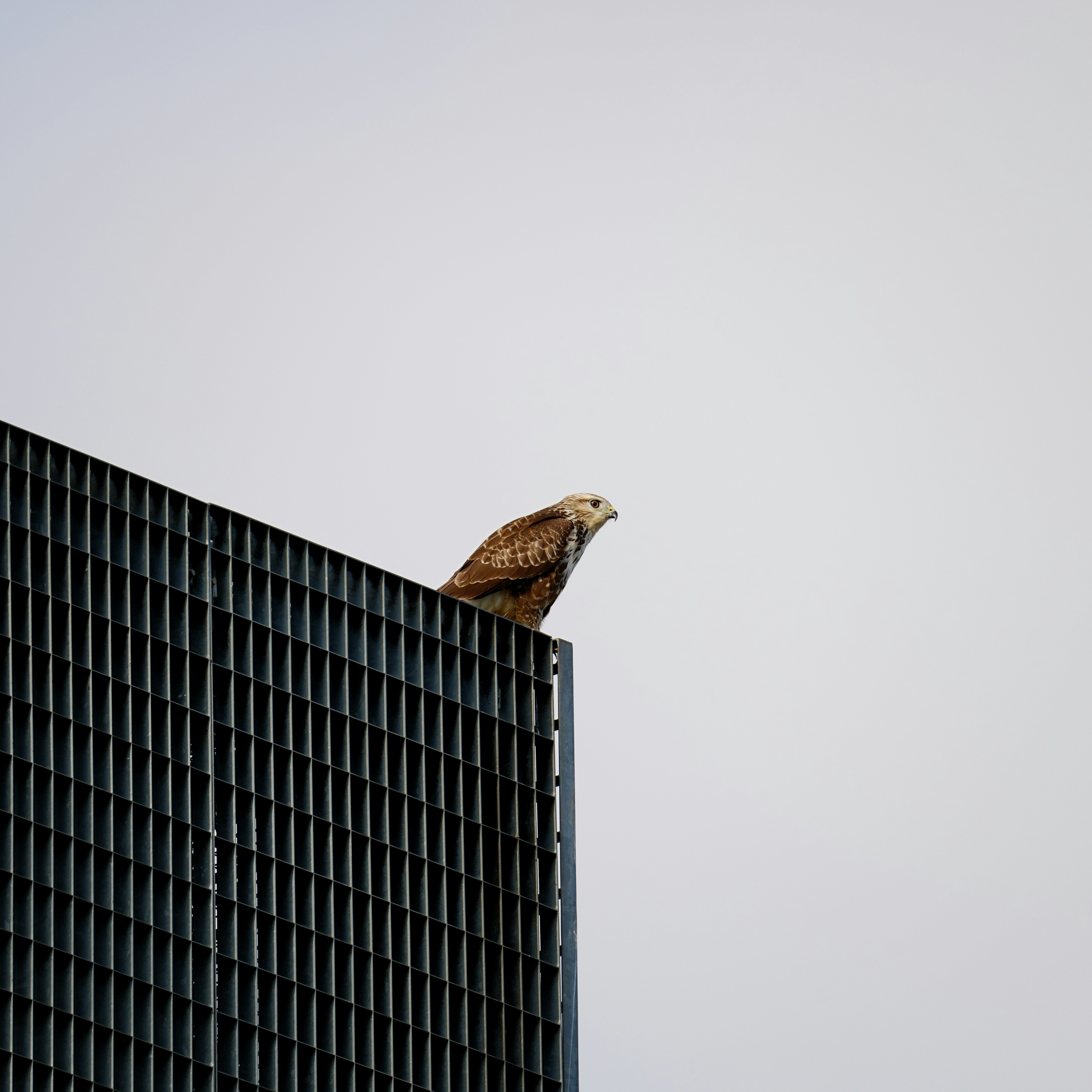 Urban Sentinel: The Hawk's Perch