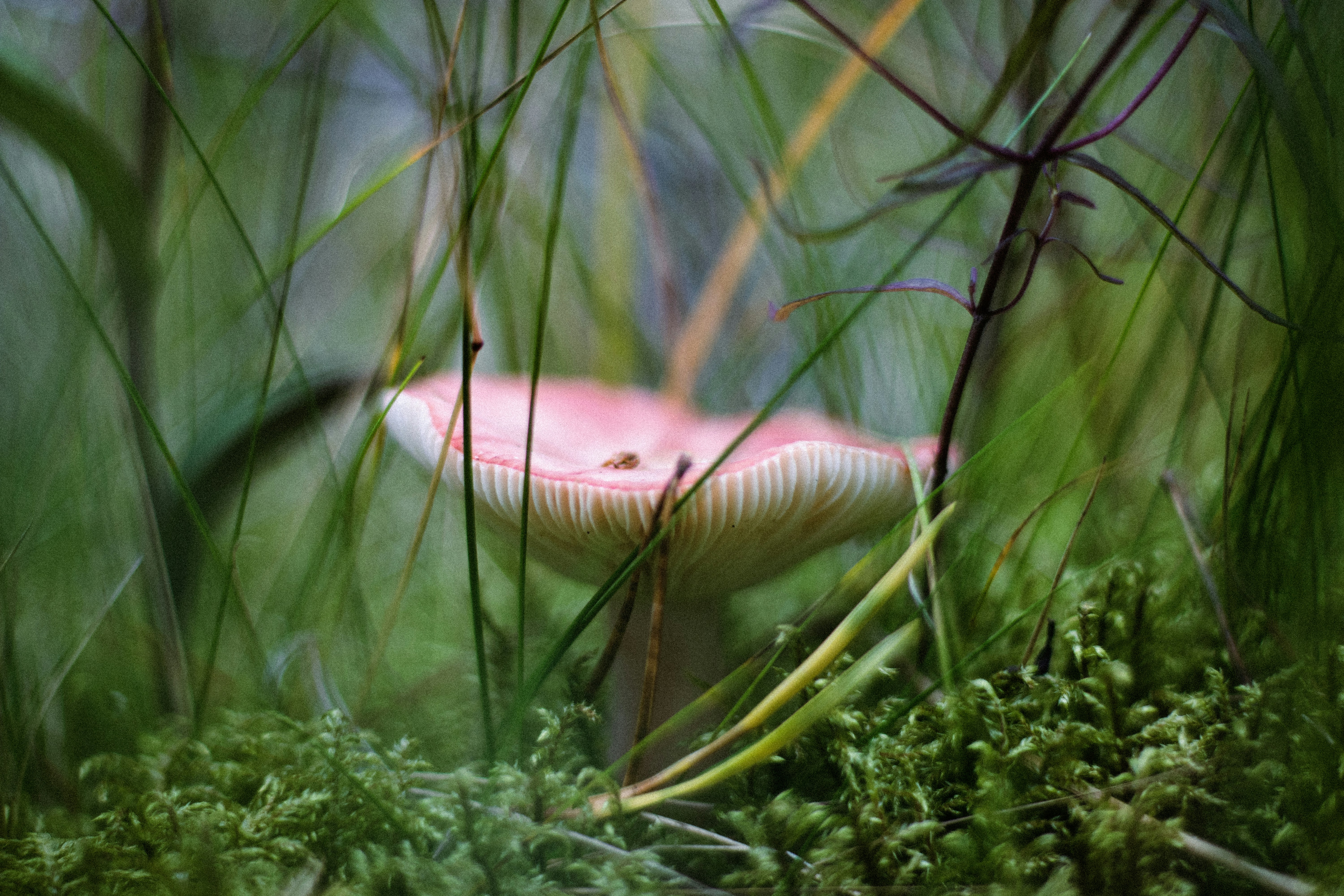 Whispers of the Forest Floor