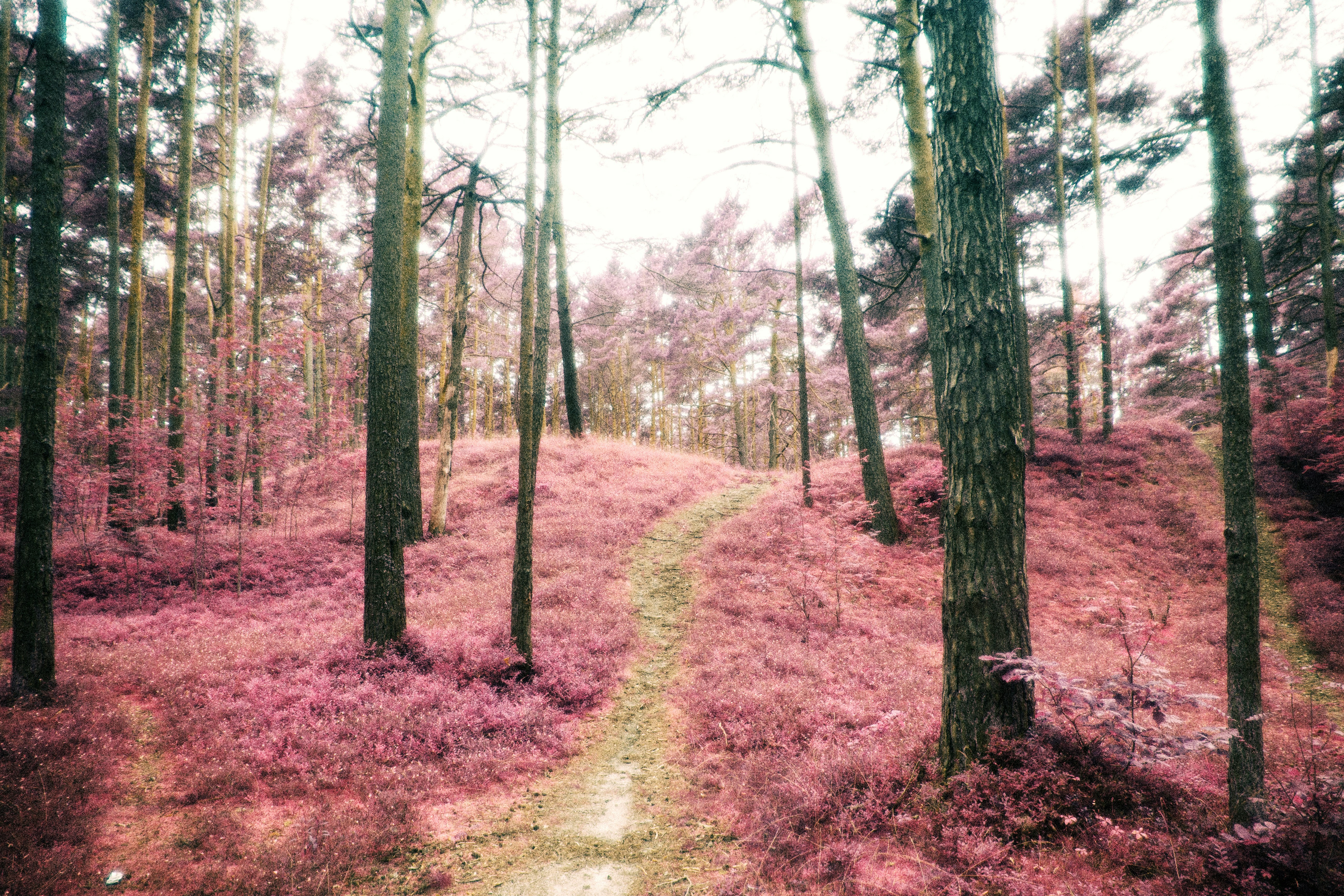 Whispers of the Enchanted Path