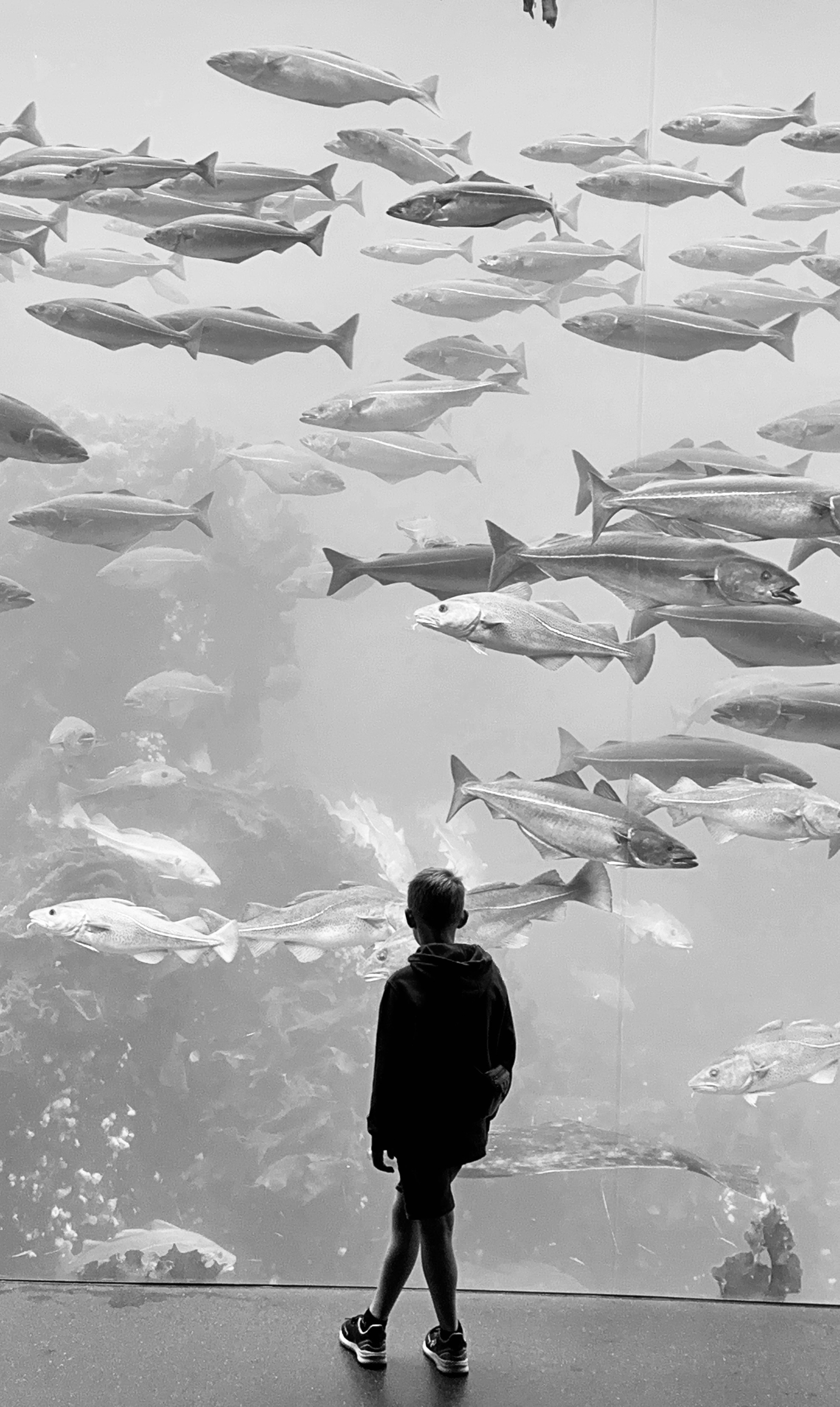 A Silent Encounter with the Ocean's Wonders