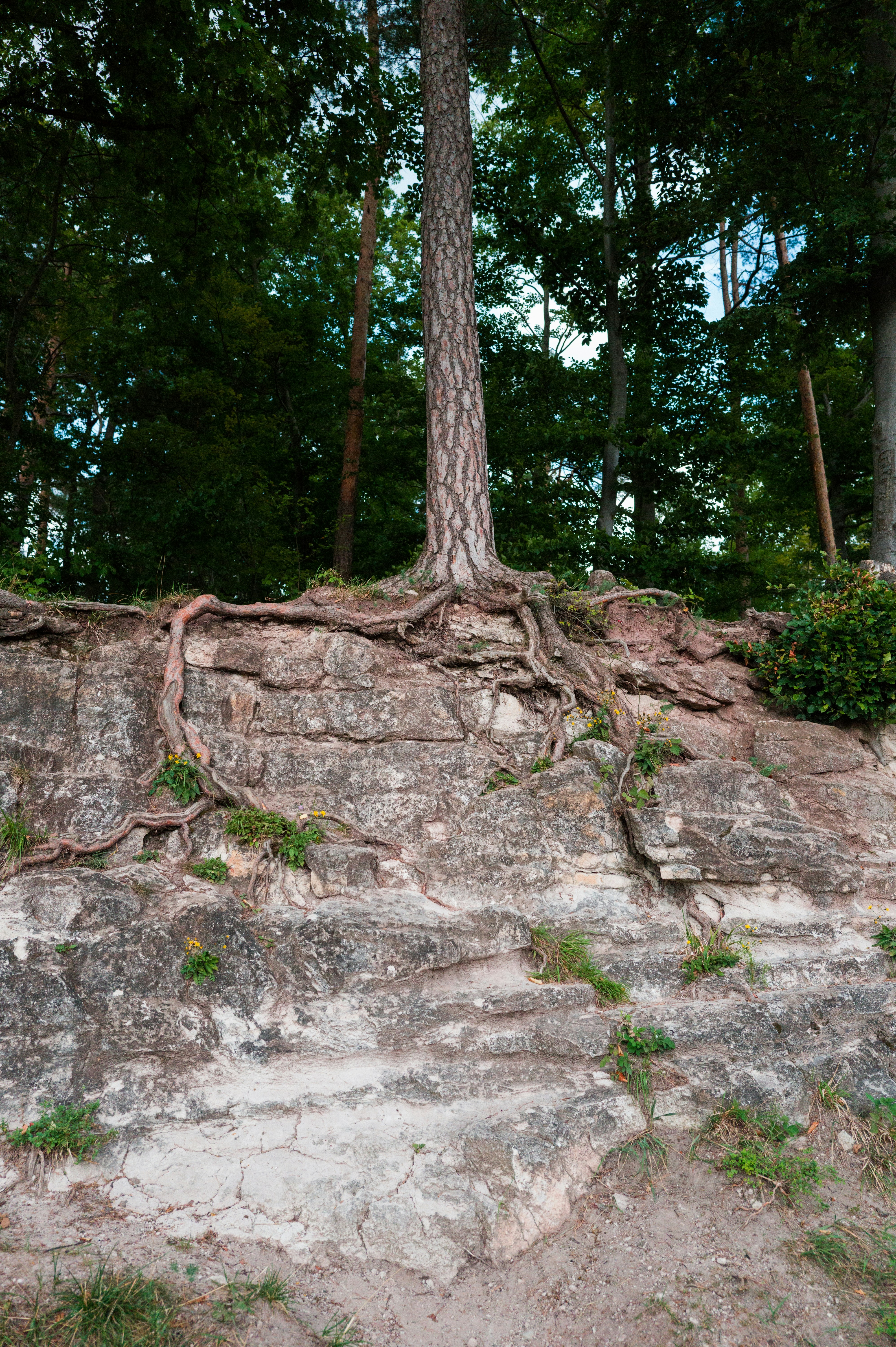 Nature's Tenacity: The Roots of Resilience