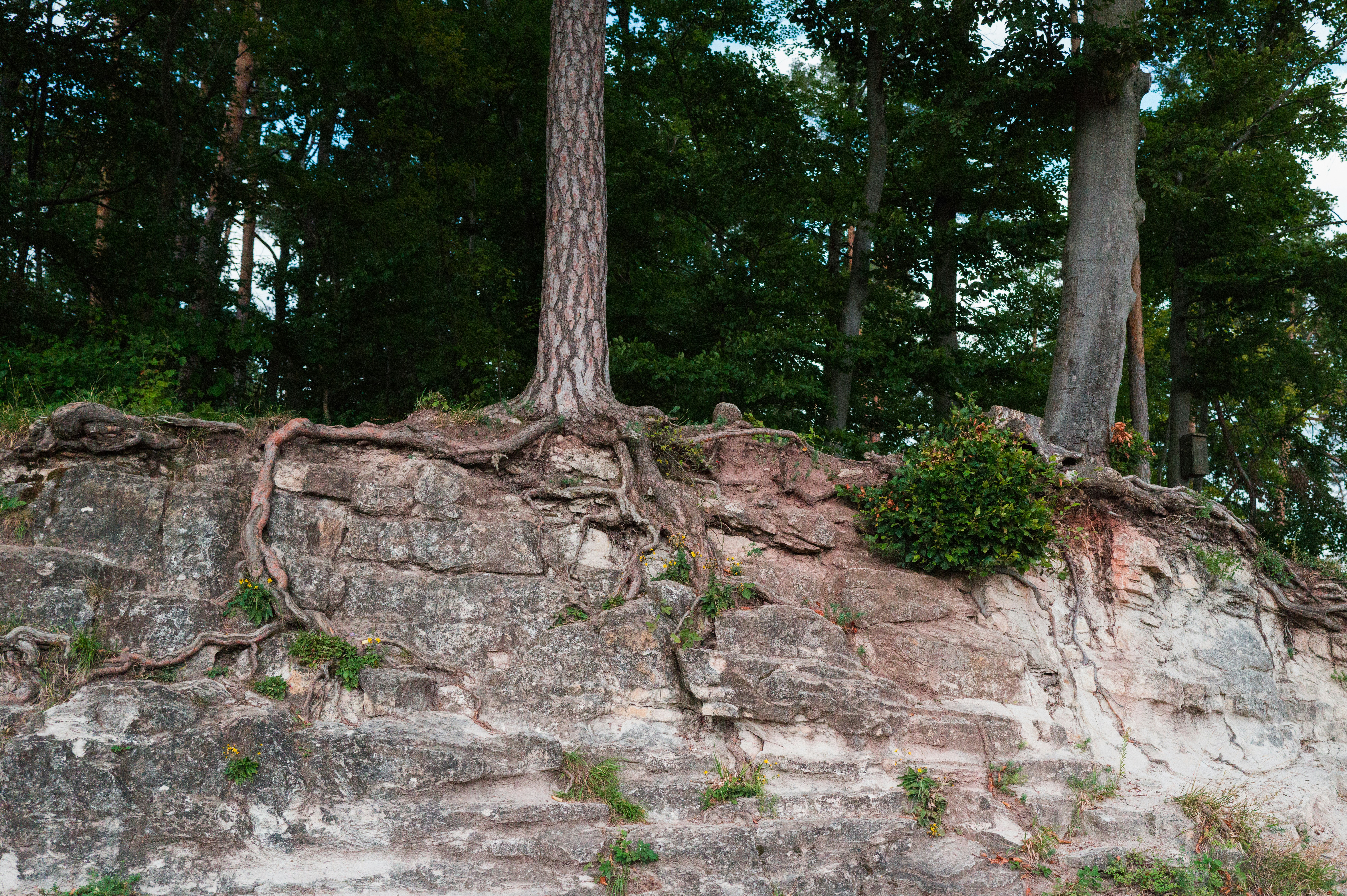 Nature's Tenacity: Roots Embracing Rock