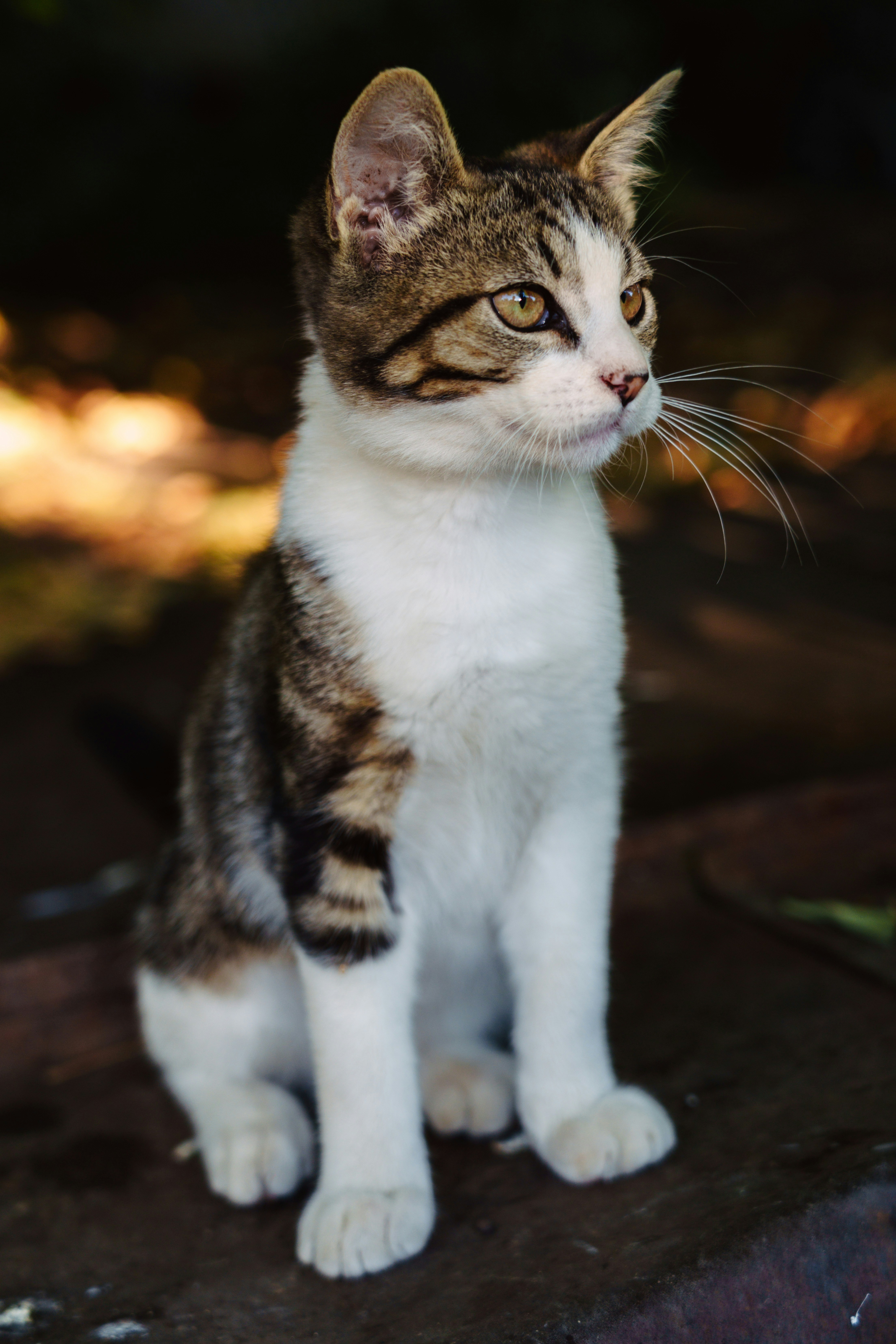 A tabby and white cat sits looking to the right.