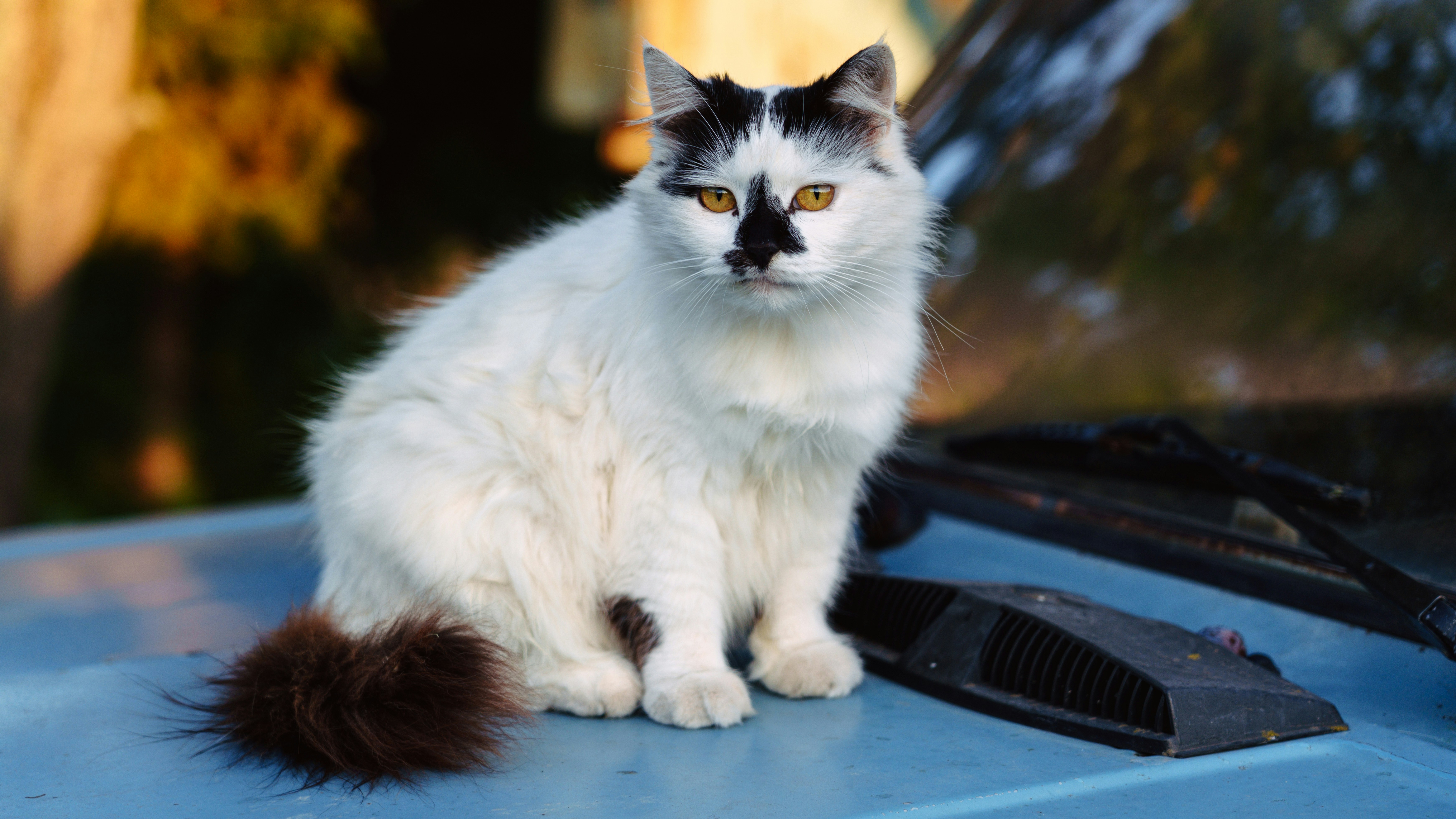 Blue Hood Sentinel: A White Cat Guards a Quiet Ride