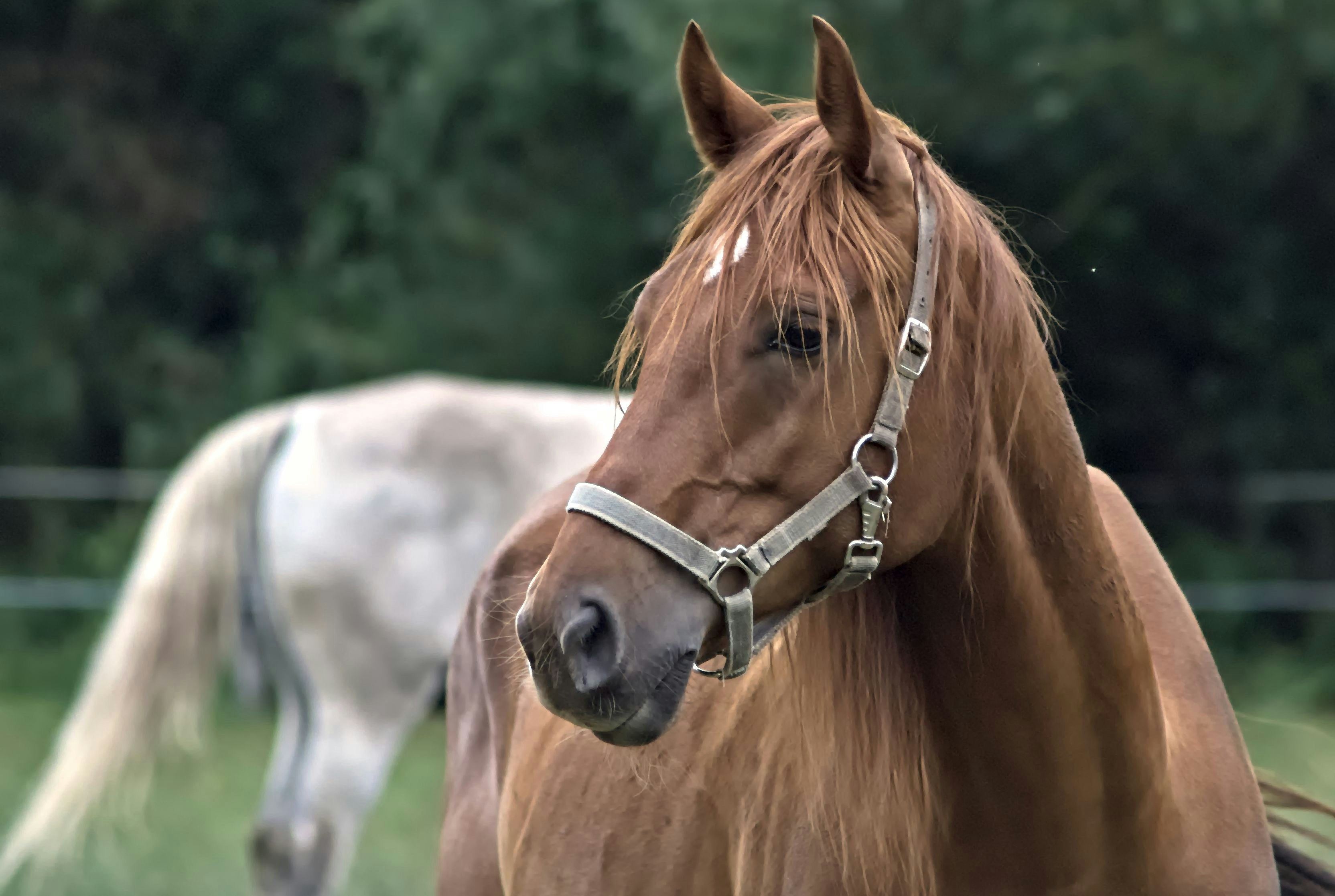 Brown horse wearing a halter in a field
