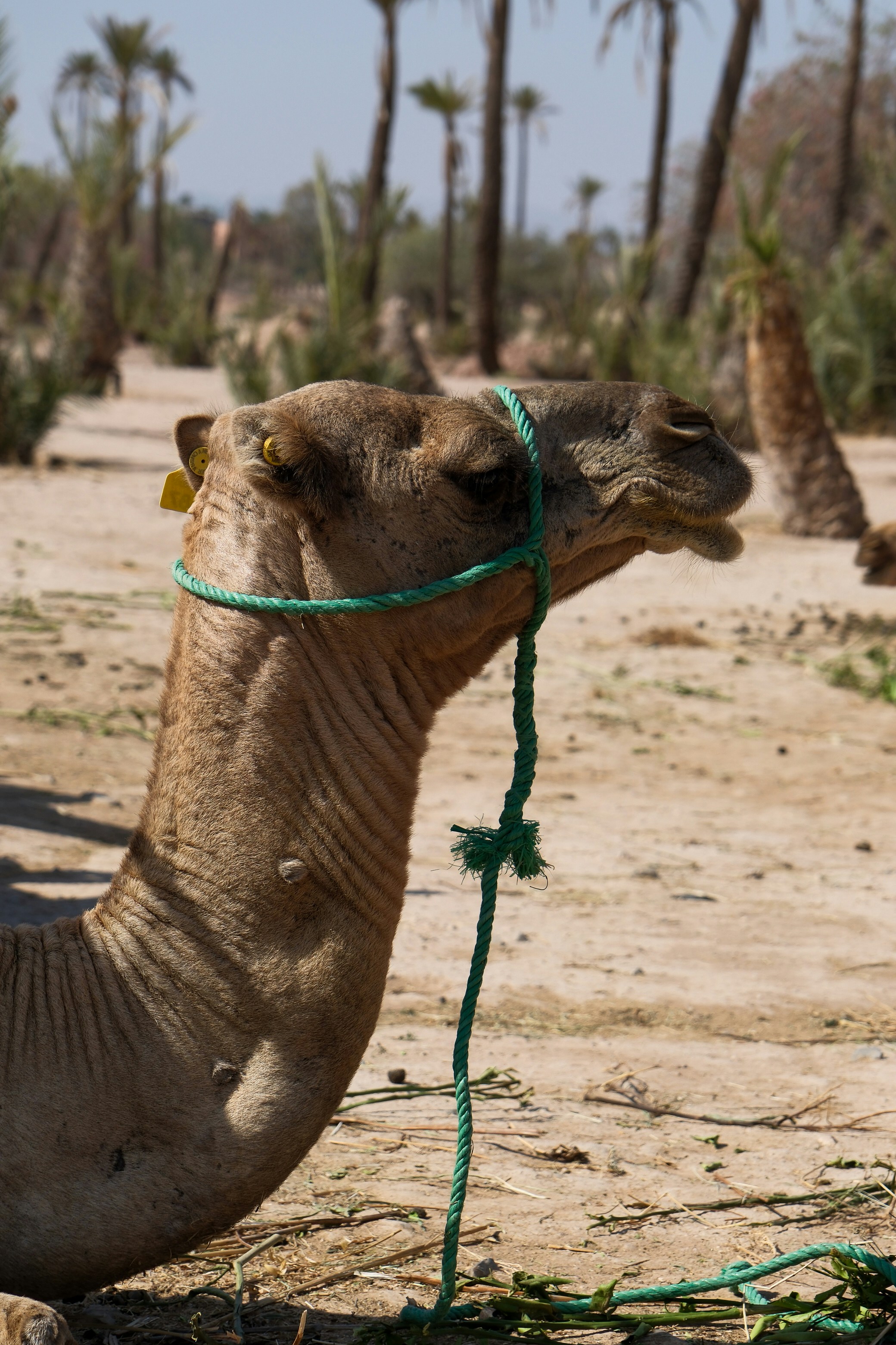 The Gentle Guardian of the Oasis