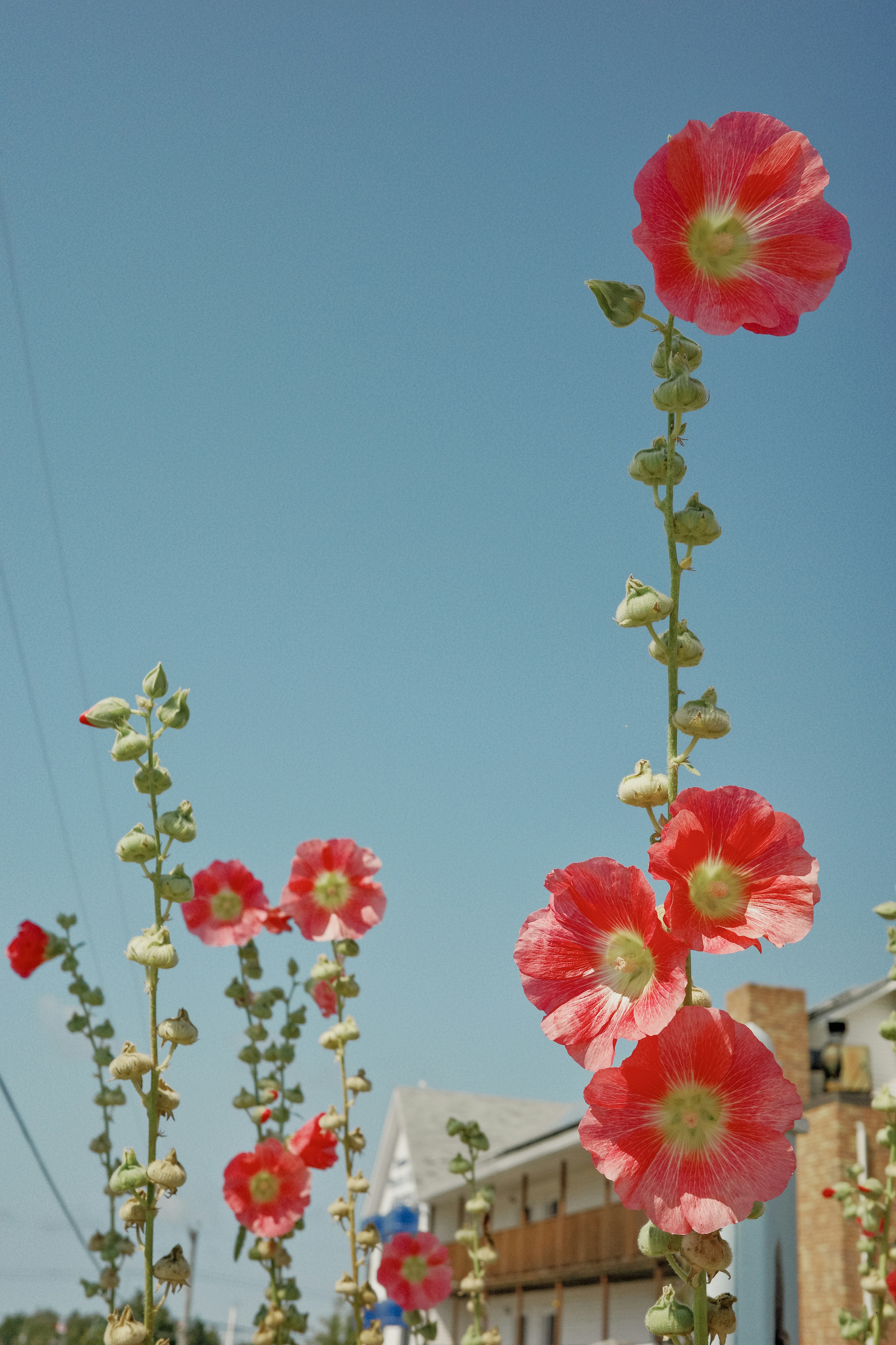 Whispers of Summer: Hollyhocks in Bloom