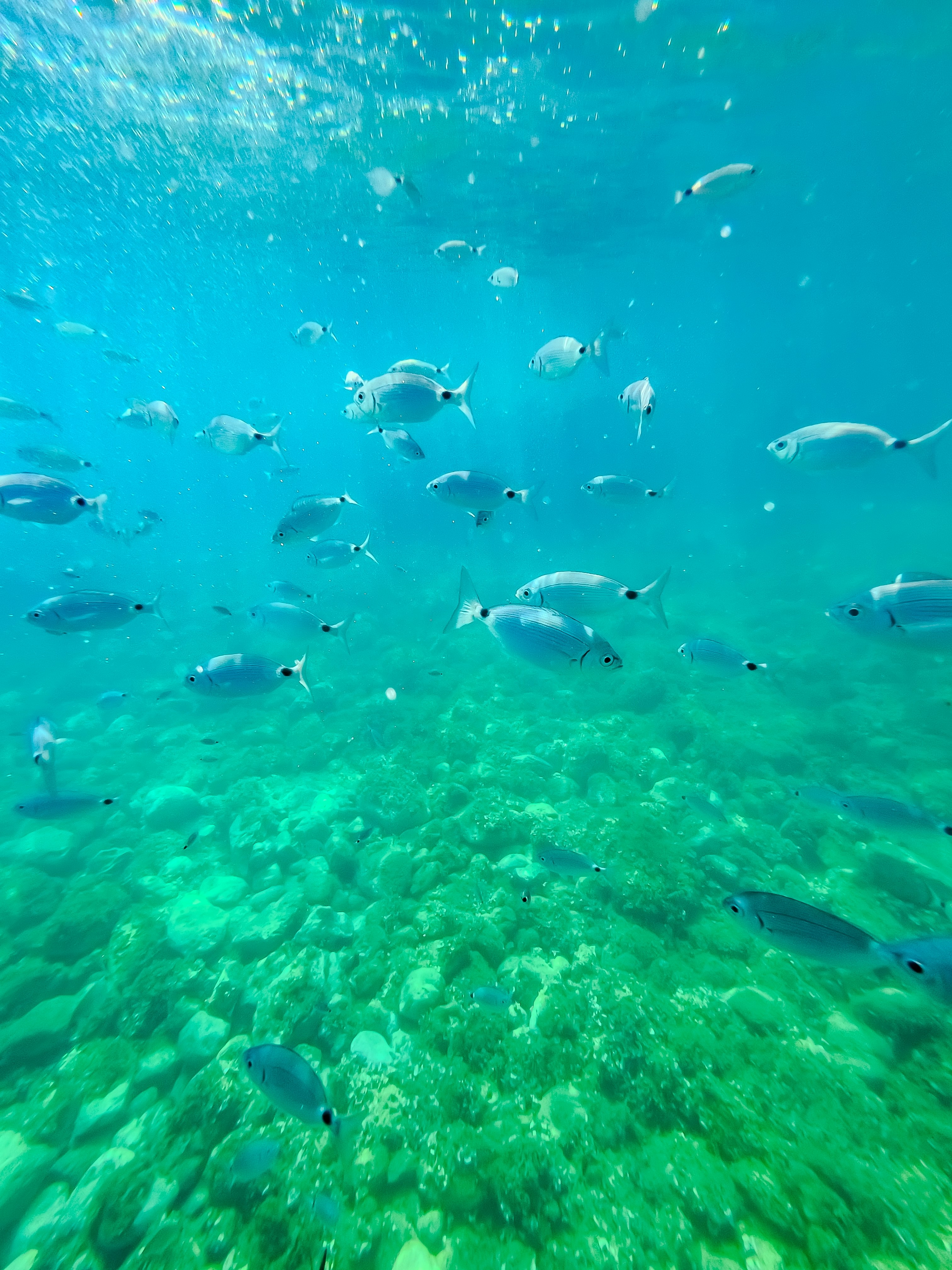 Aquatic Ballet: A Dance Beneath the Waves