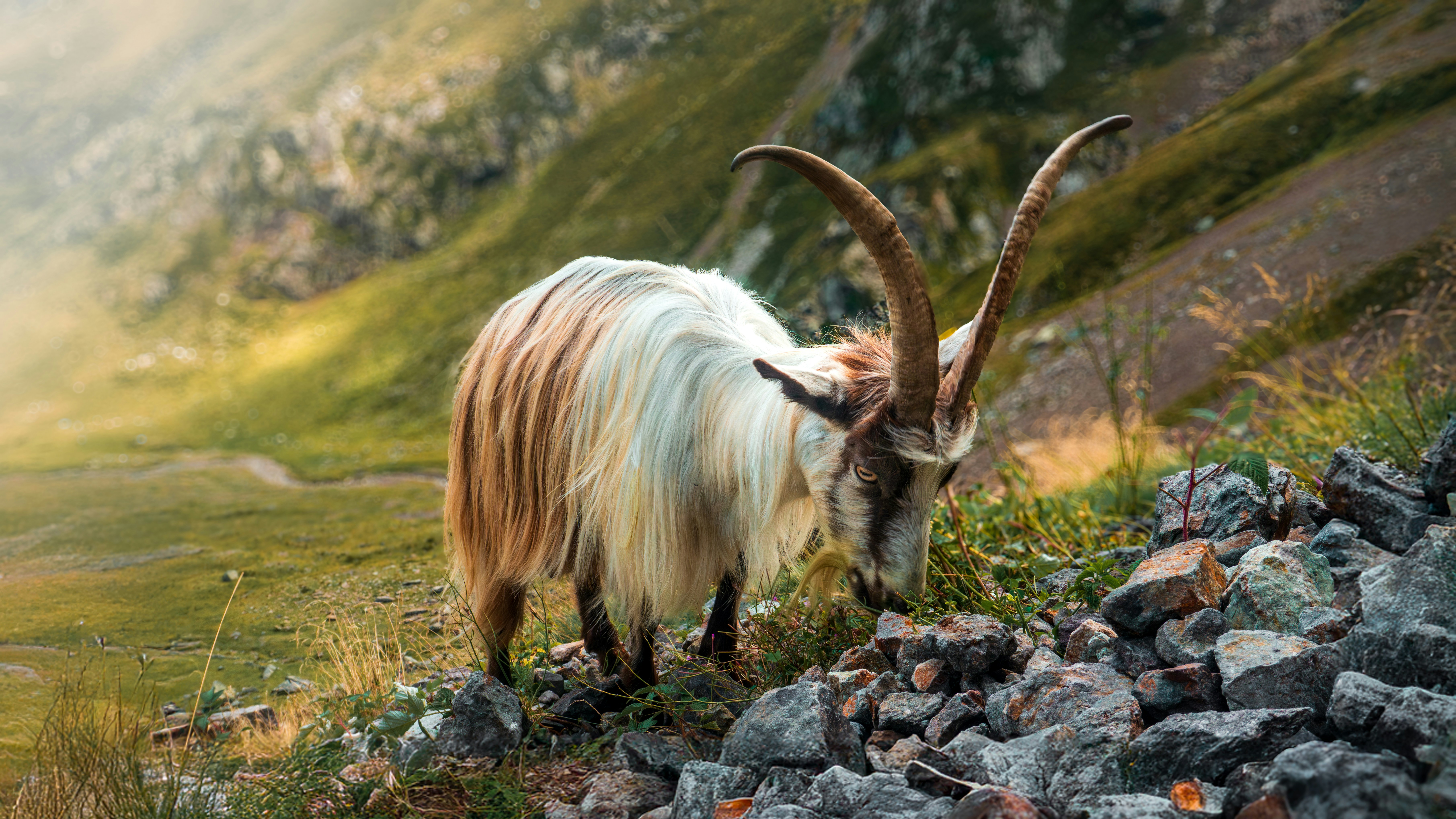 A mountain goat with long horns grazes on a rocky slope.