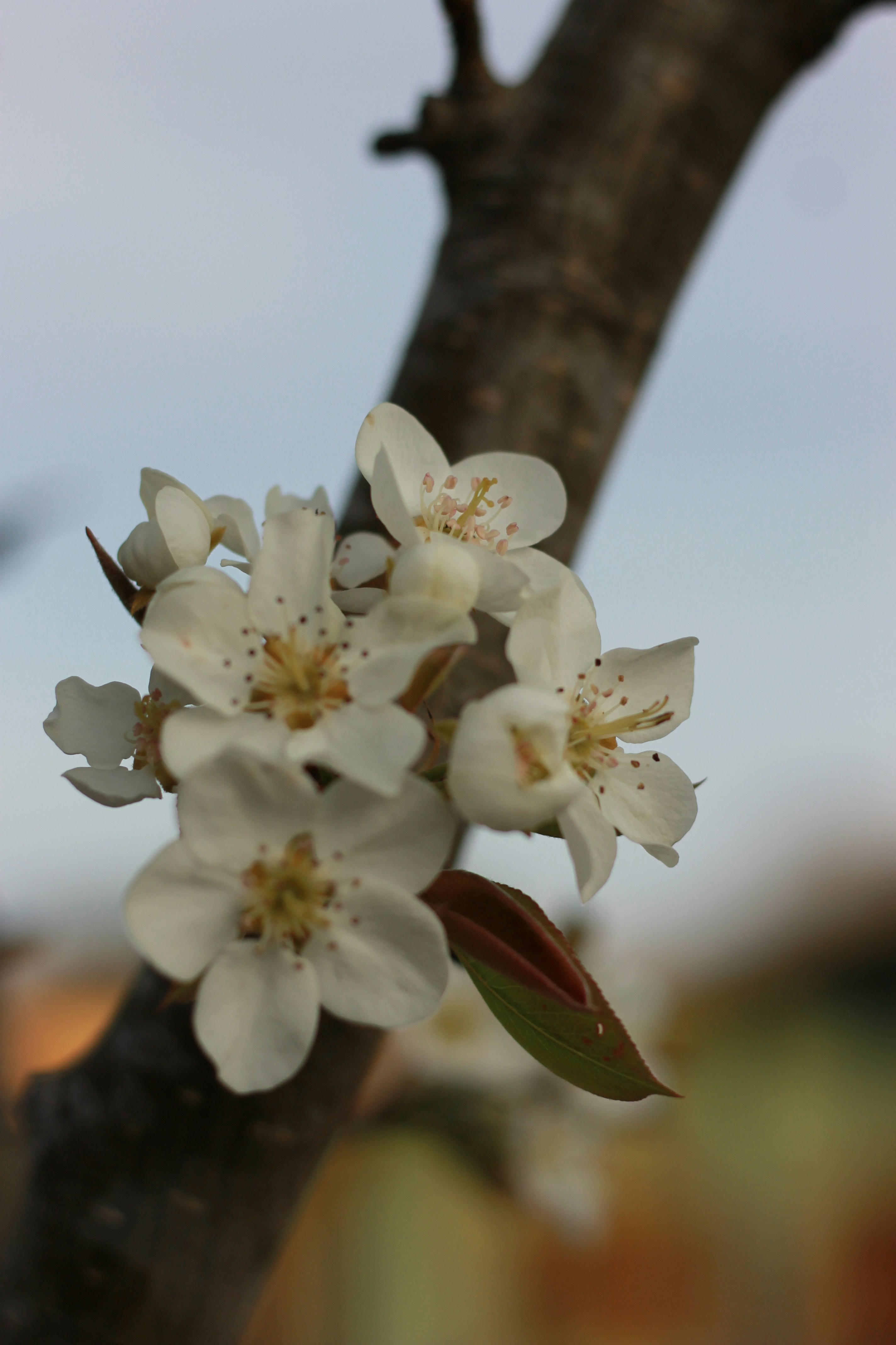 Whispers of Spring: A Floral Embrace