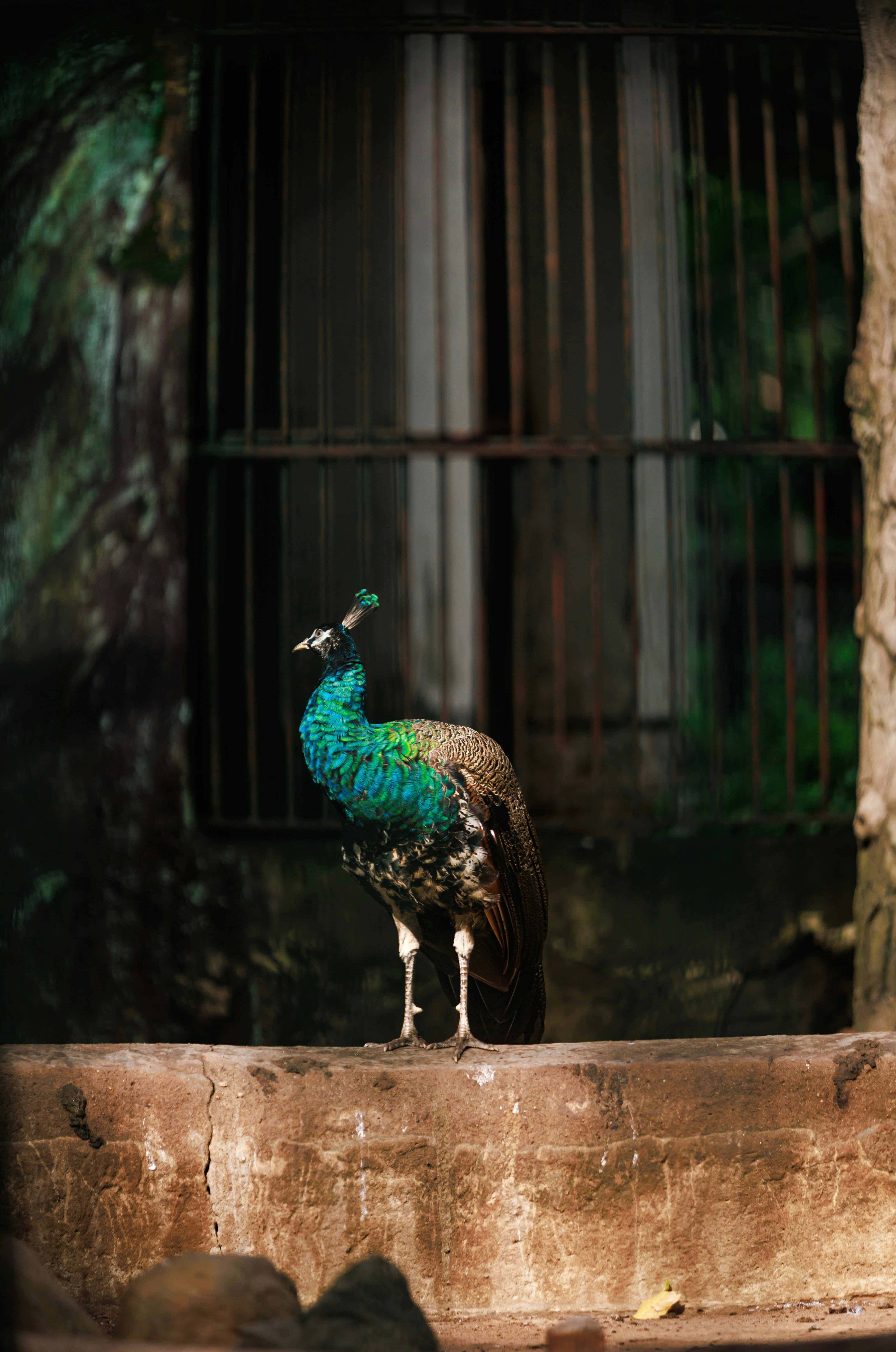 Elegance in Motion: A Peacock's Poise