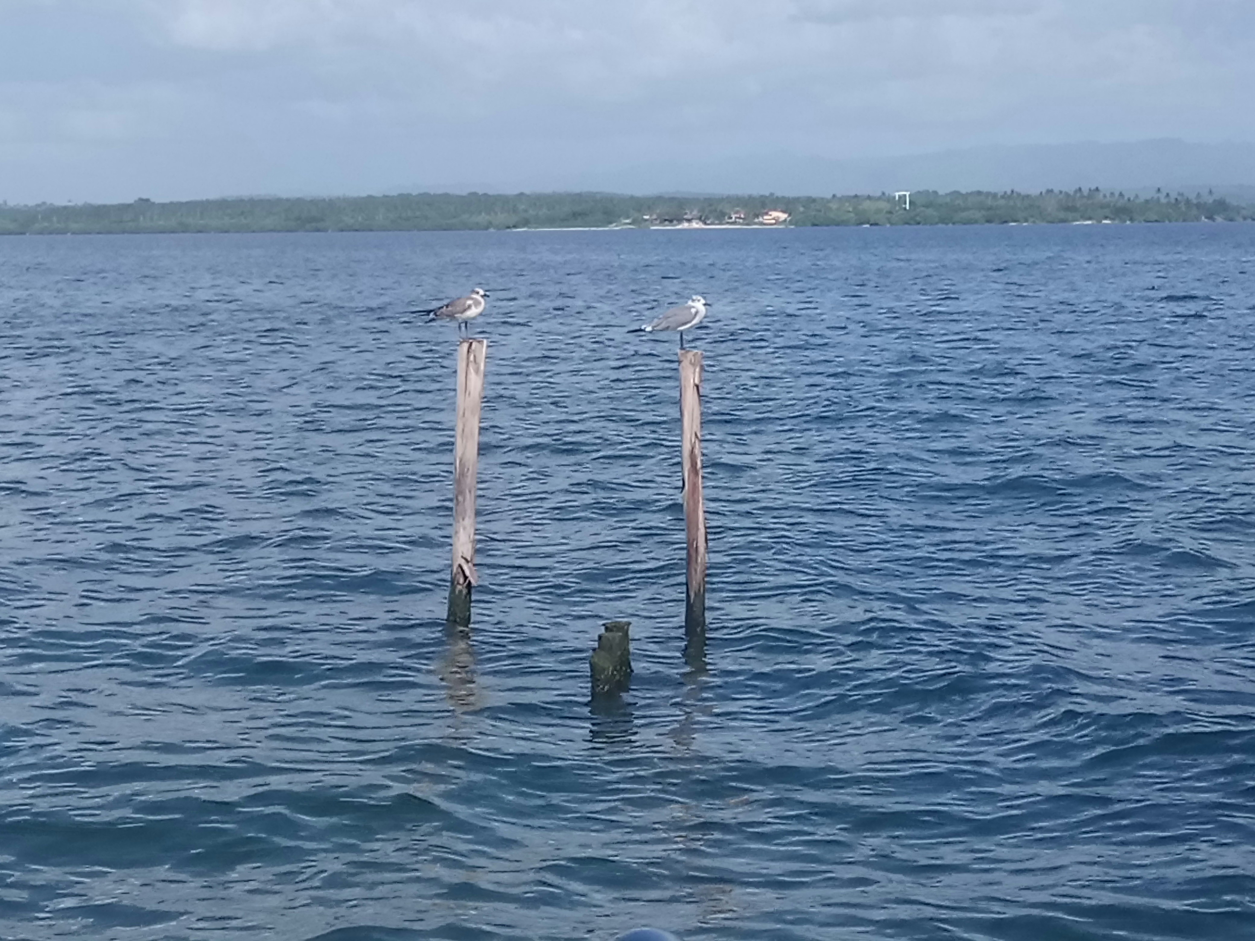 Perched Serenity: A Coastal Duo