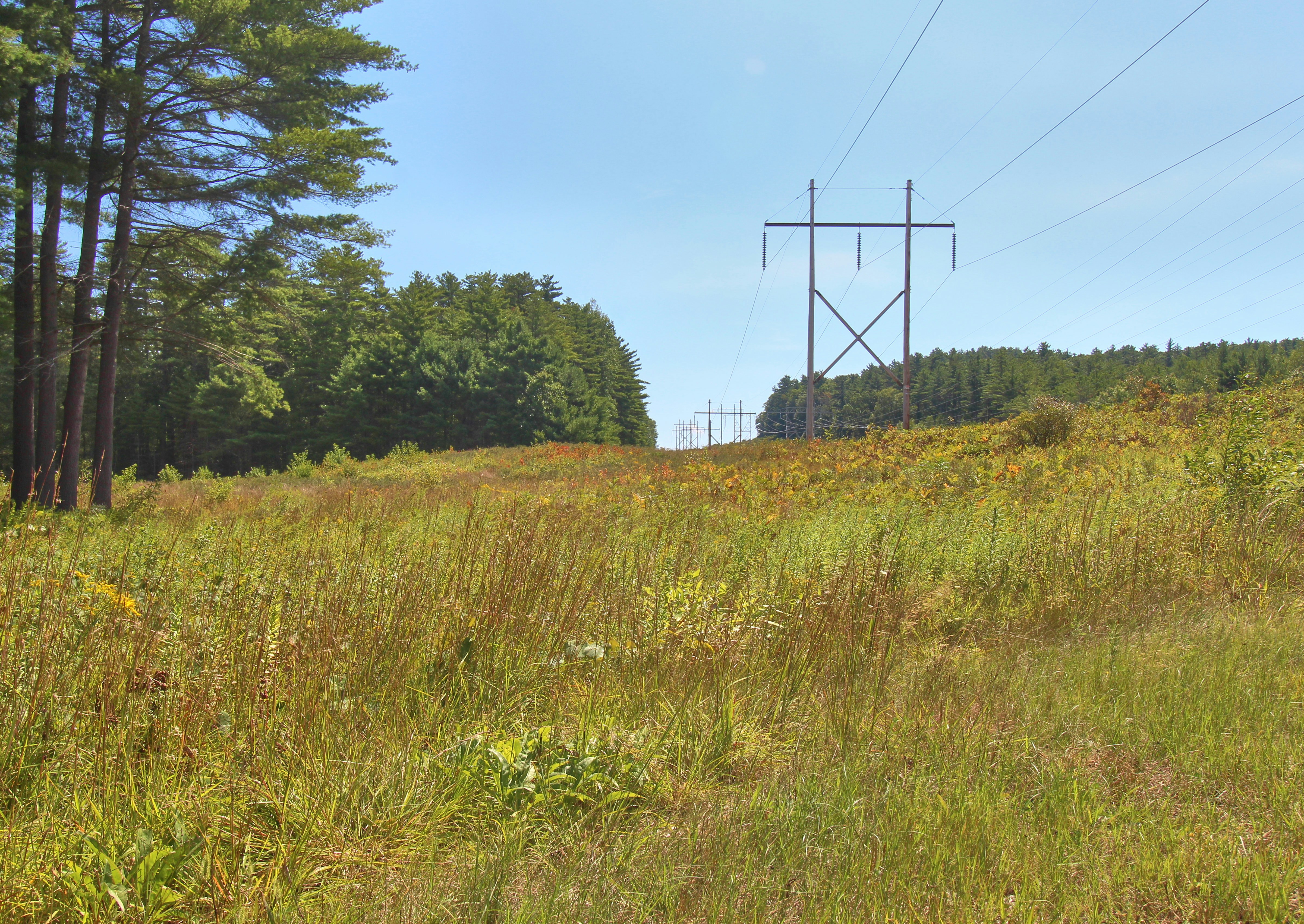 Late-Summer Field Under Power Lines