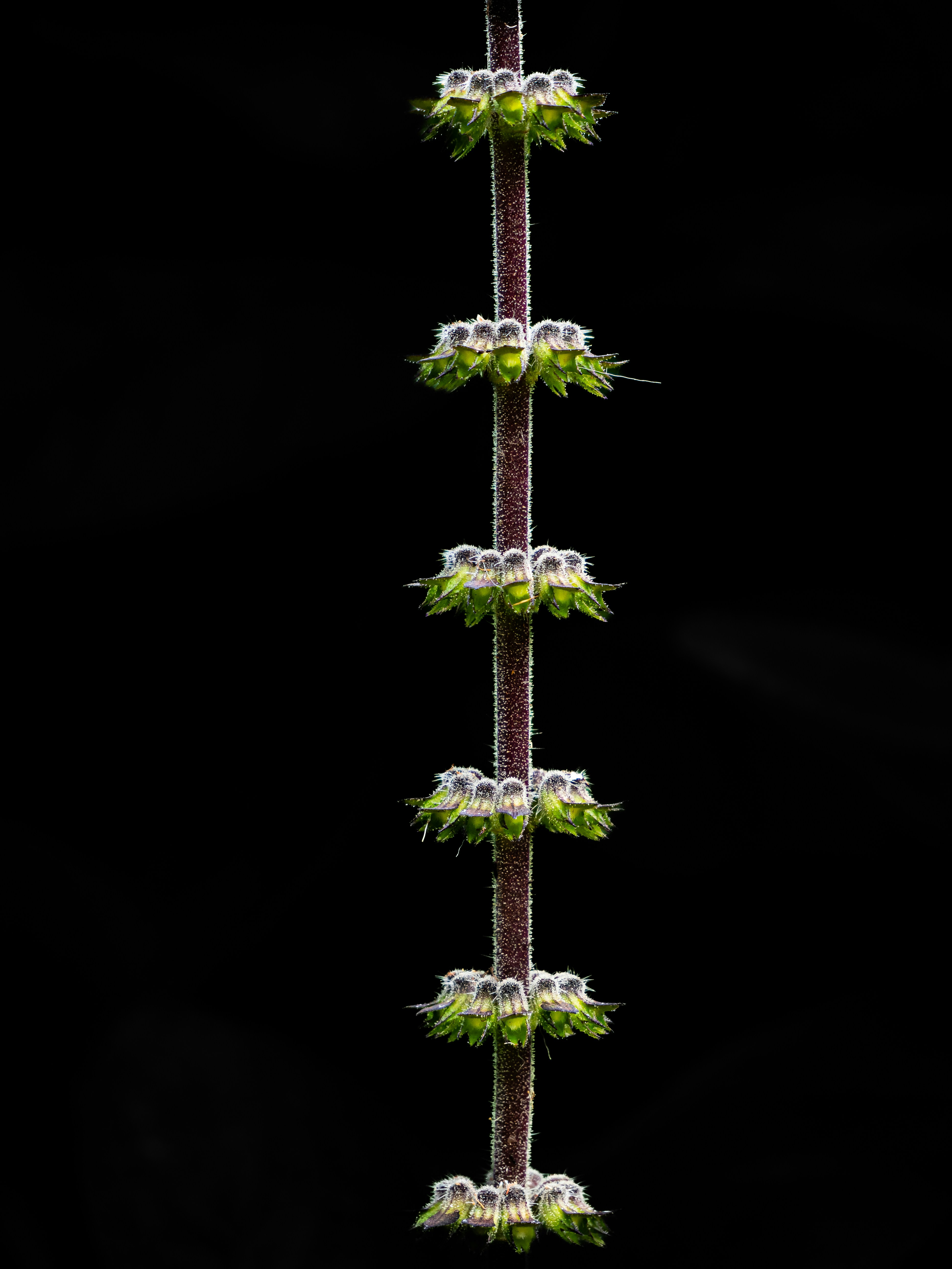 Vertical Harmony: The Elegance of Nature's Design