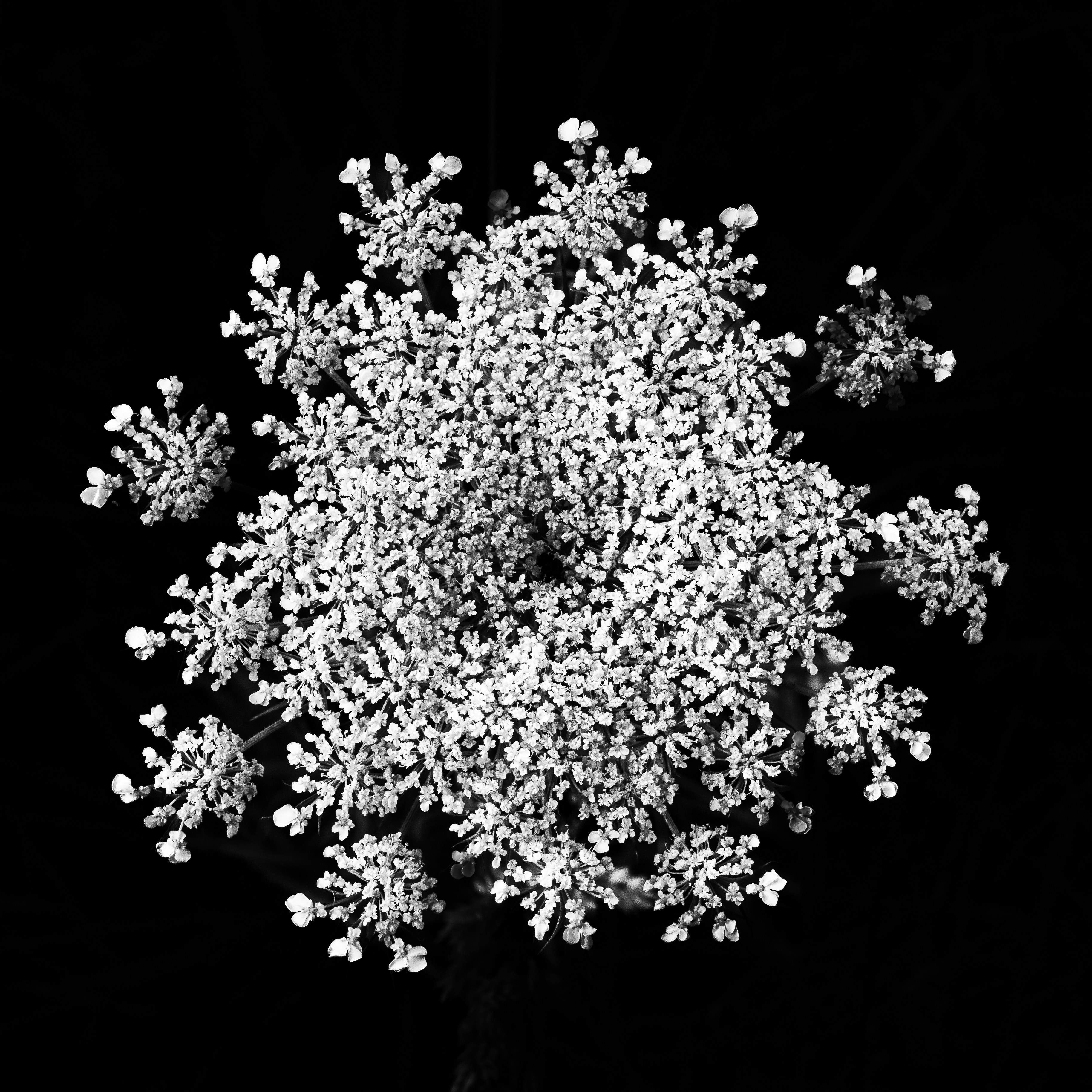 Delicate white flowers arranged in a radial pattern against a stark black background.