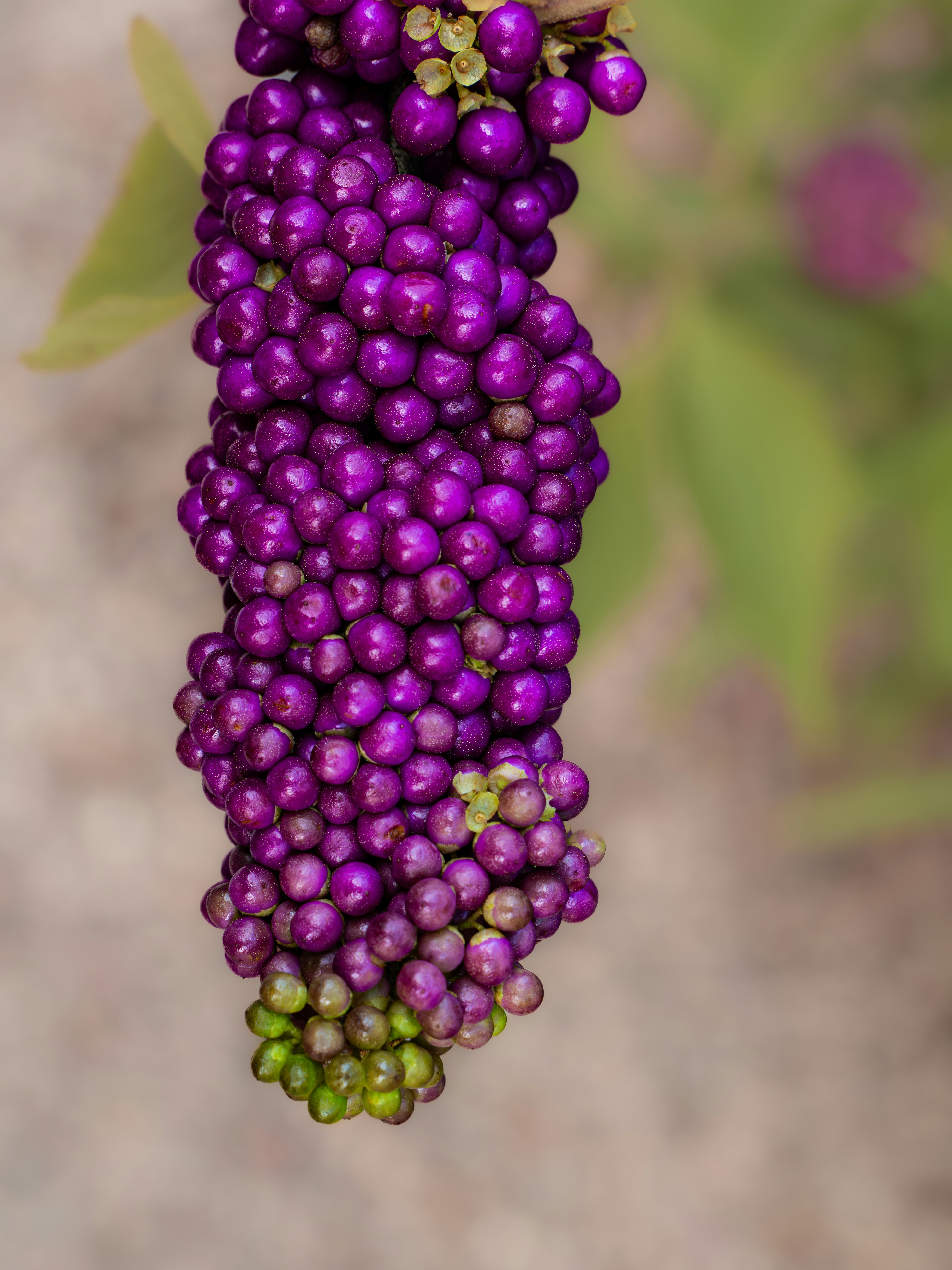 Fruit of American Beautyberry (Callicarpa americana) | A cluster of vibrant purple berries hangs from a branch.