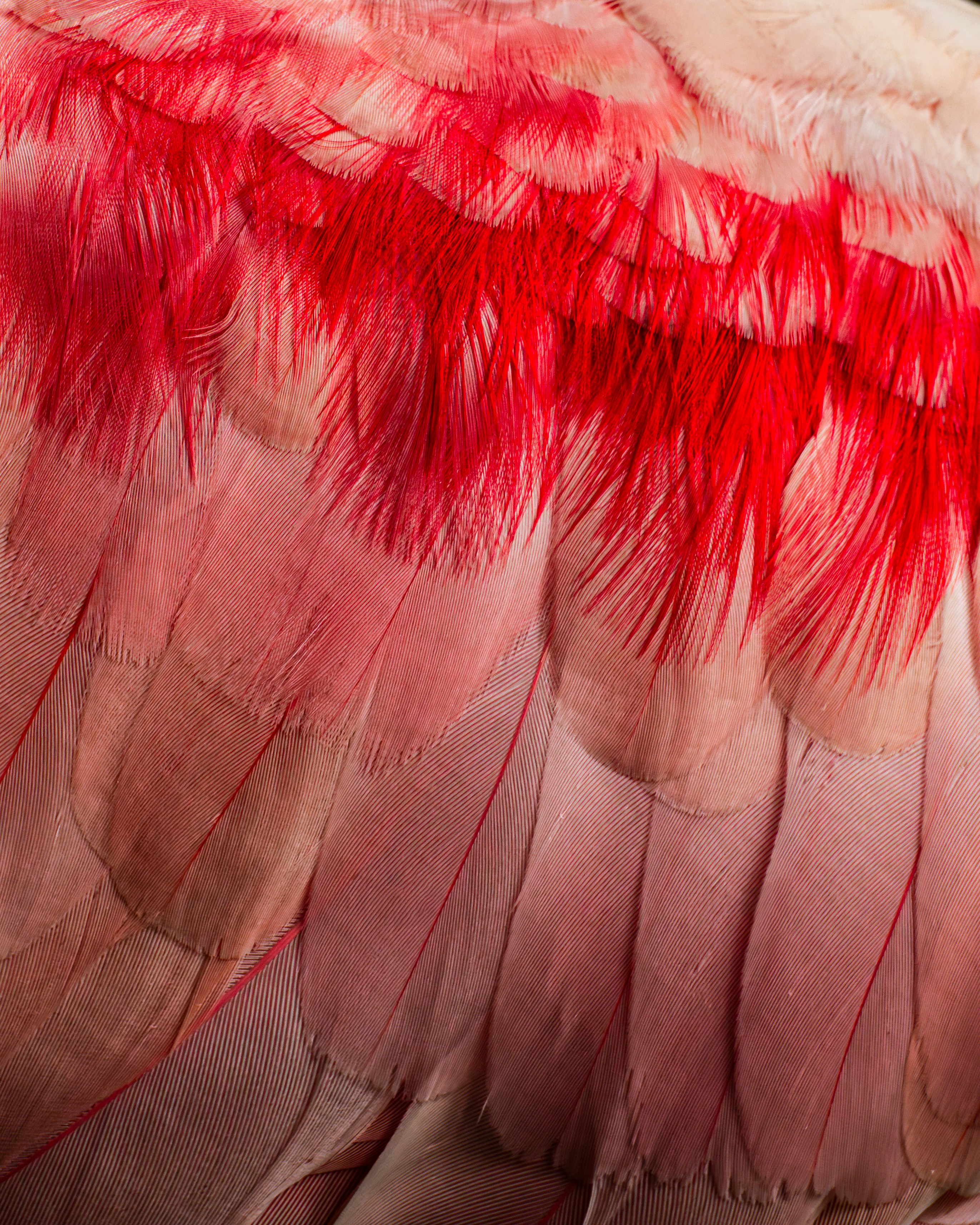 The feathers of of Roseate Spoonbill from up close | Close-up of soft pink and red feathers