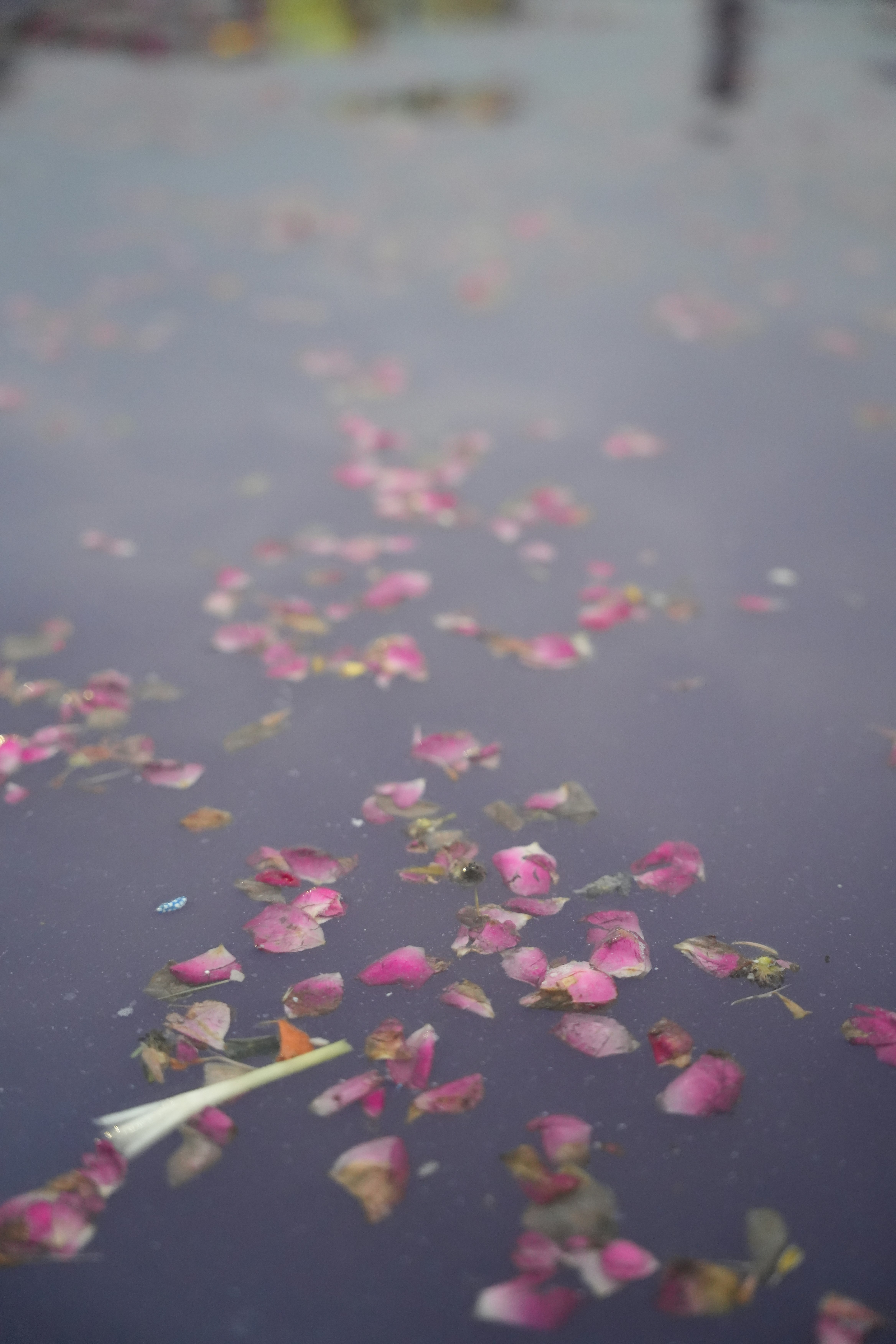 Soft Bloom Drift: Pink Petals on a Quiet Pond