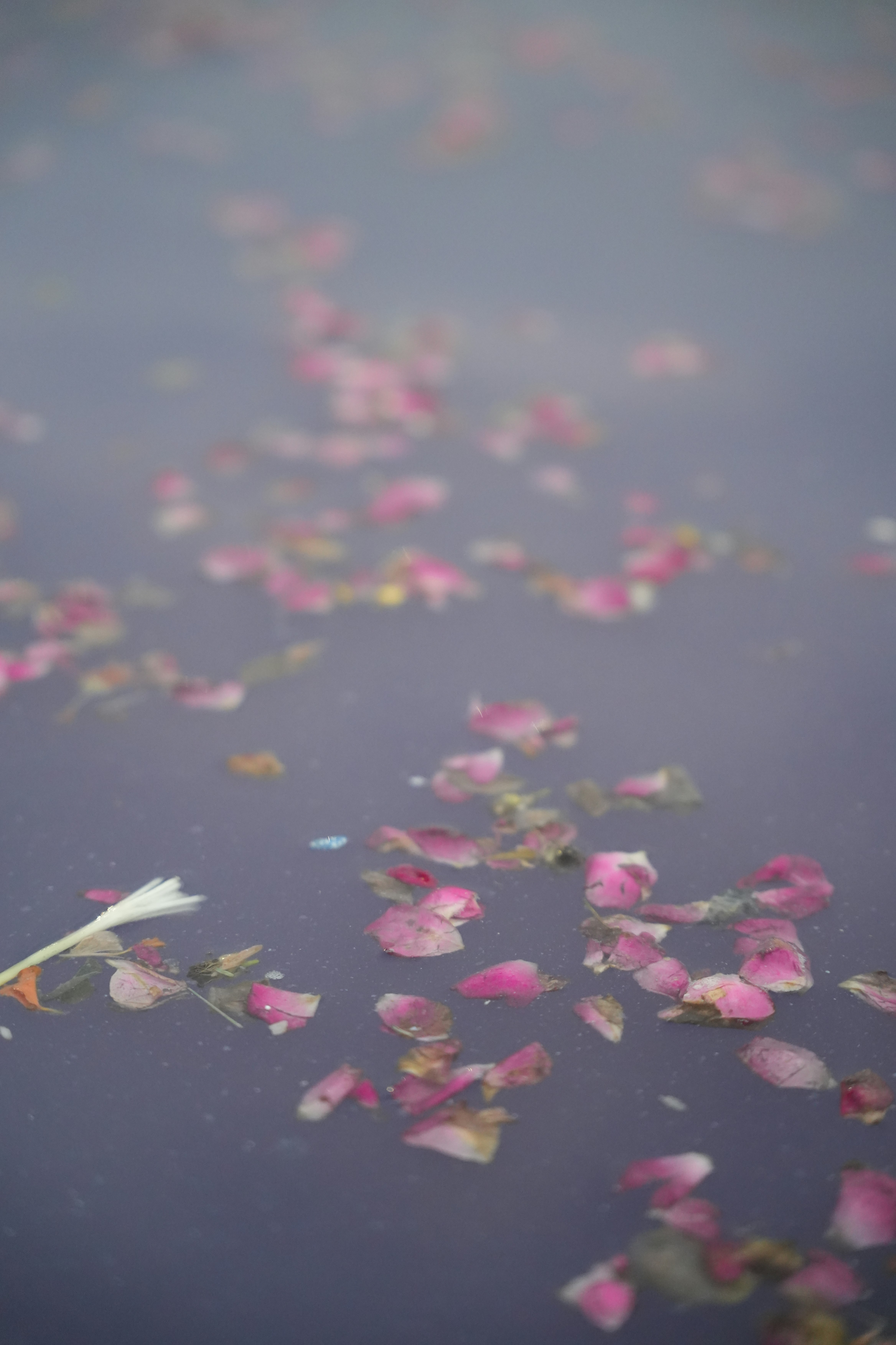 Petals Adrift: A Softly Blurred Bath of Color on Quiet Water