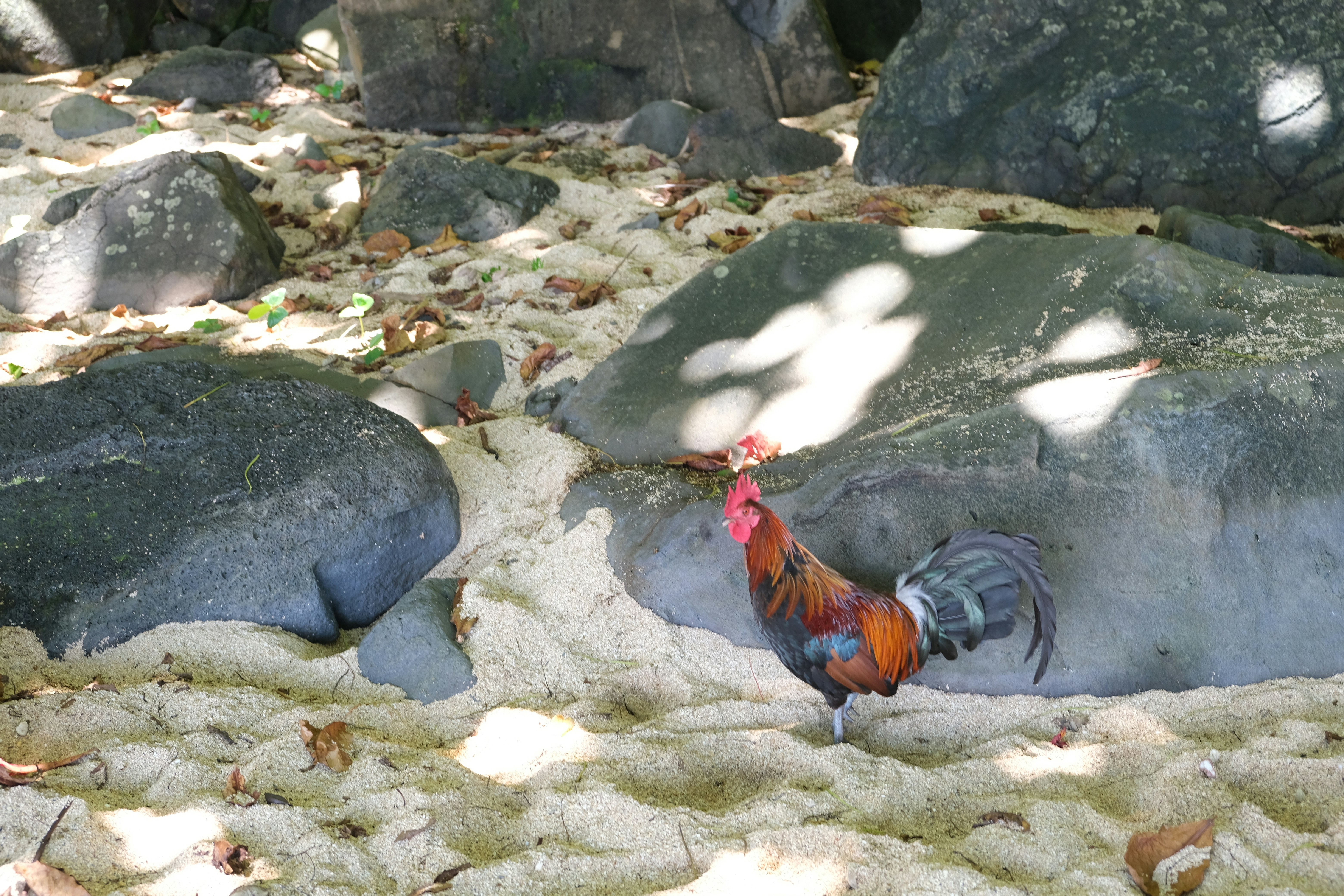 The Island Rooster's Stroll