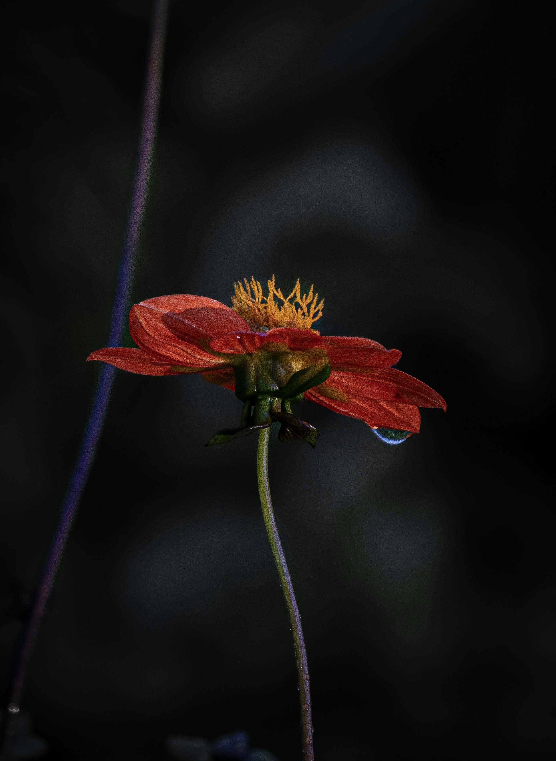 Red flower with a water droplet on petal.