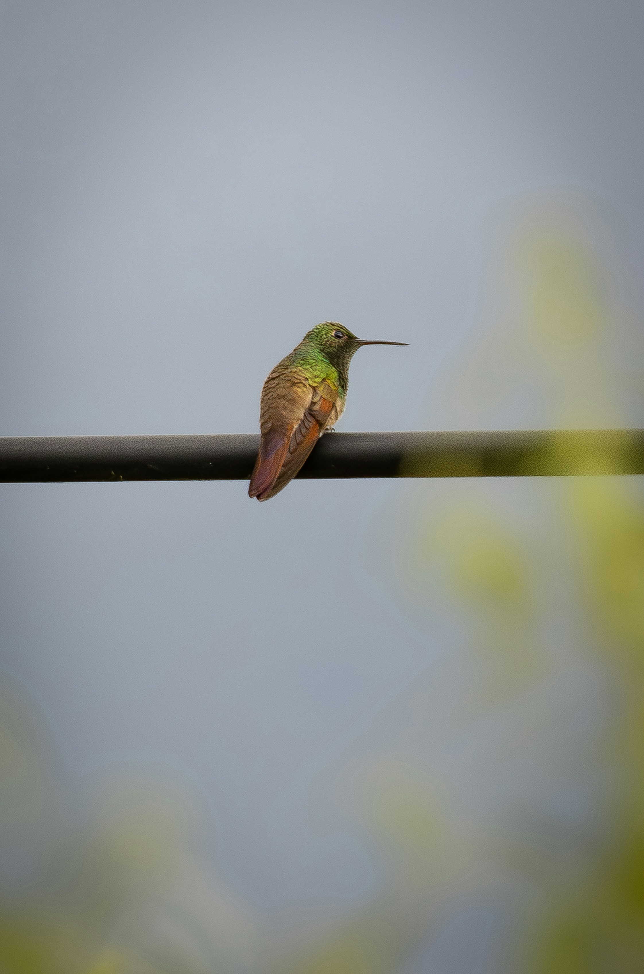 Perched Elegance: A Hummingbird's Respite