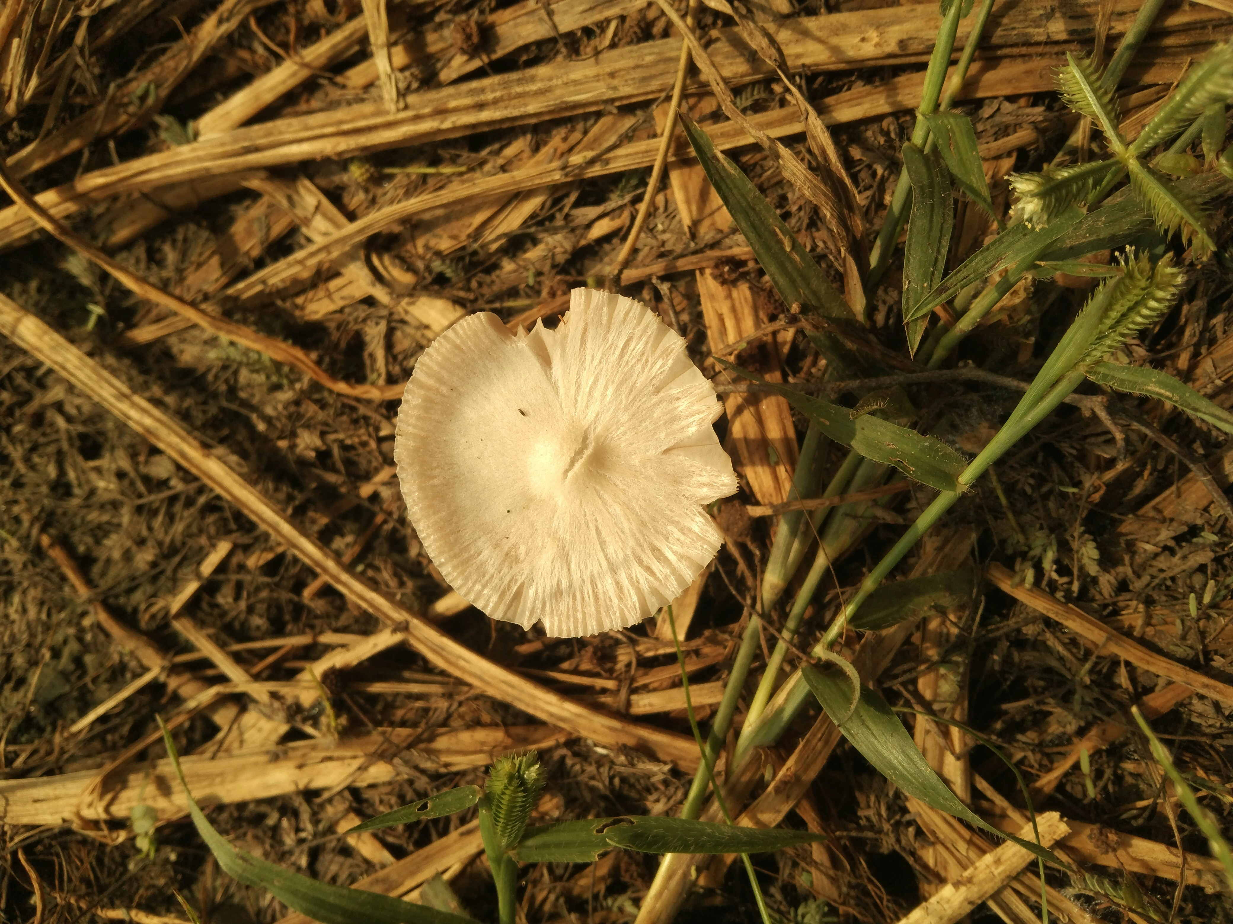A single white mushroom growing among dry grass